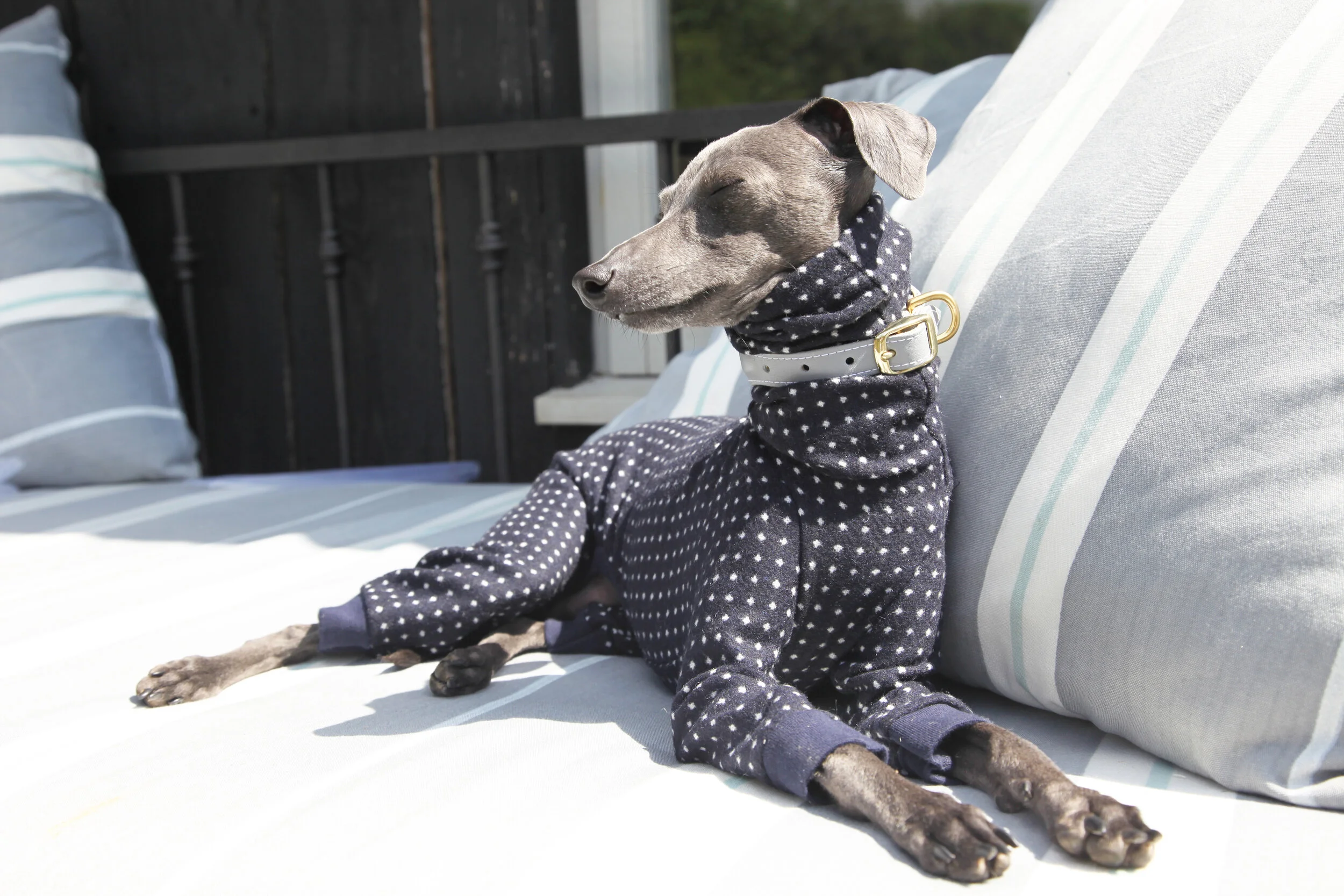 Italian Greyhound Coat