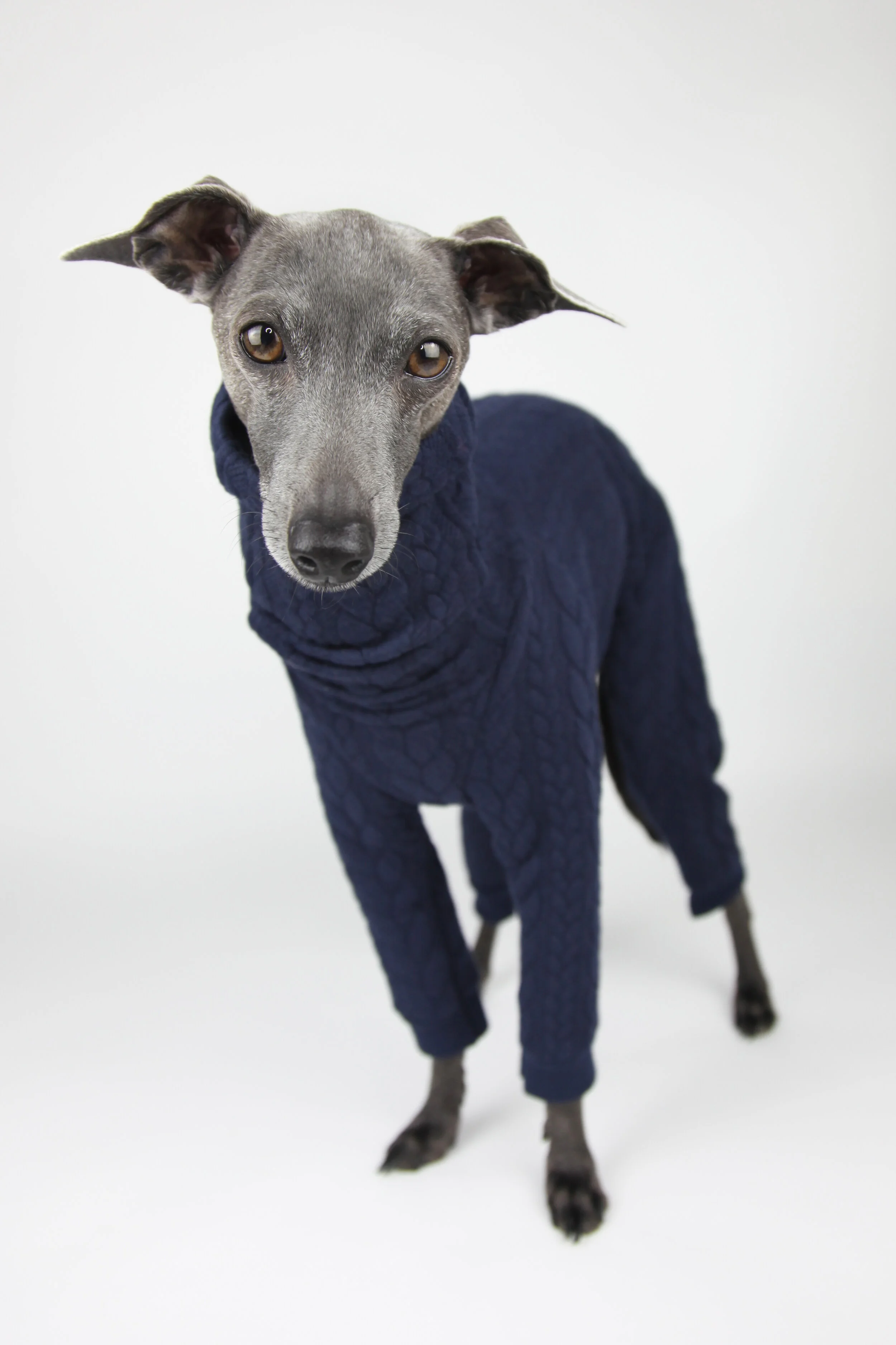 Shop Online — Jute & Sable | Luxury Italian Greyhound & Whippet ...