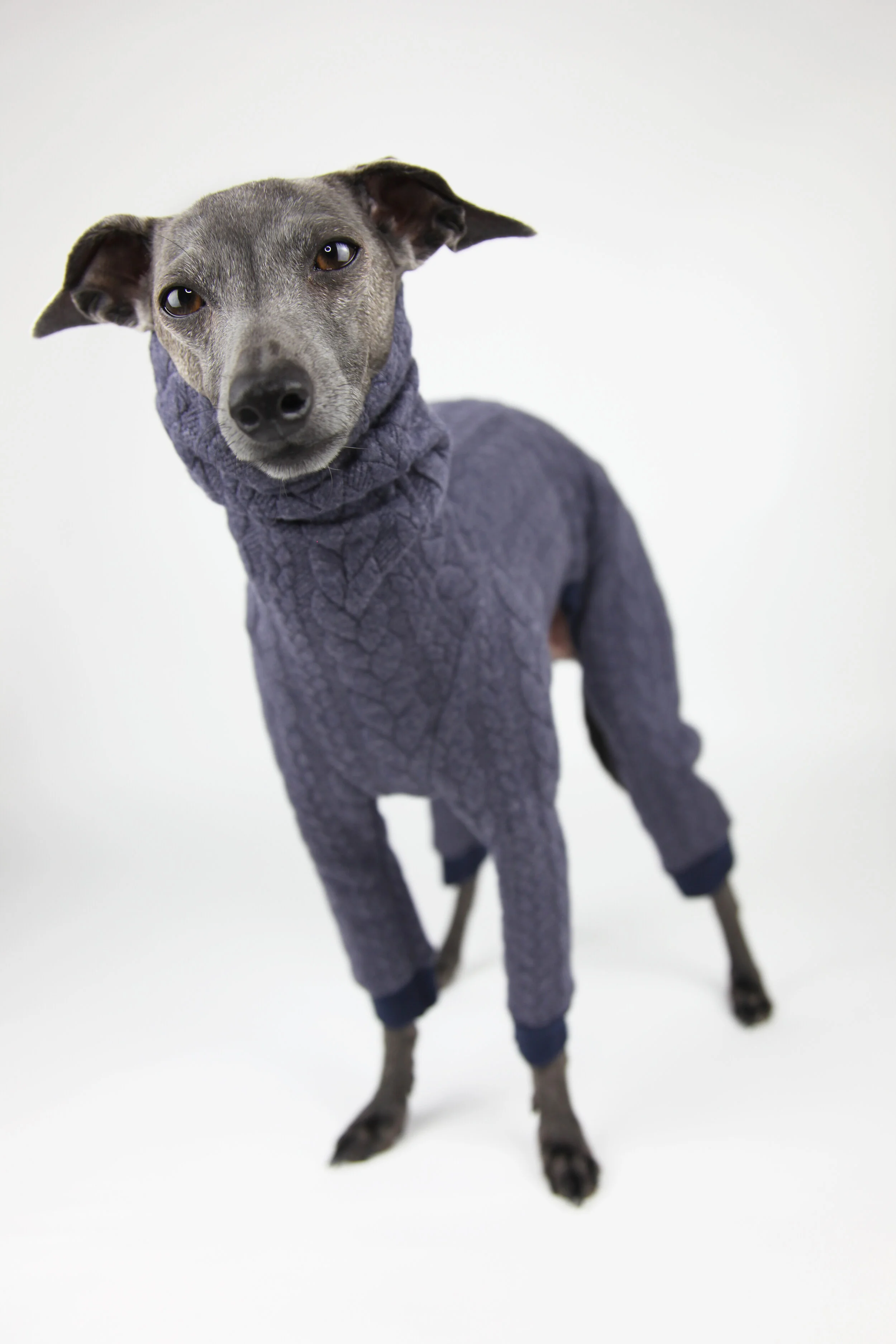 Shop Online — Jute & Sable | Luxury Italian Greyhound & Whippet ...