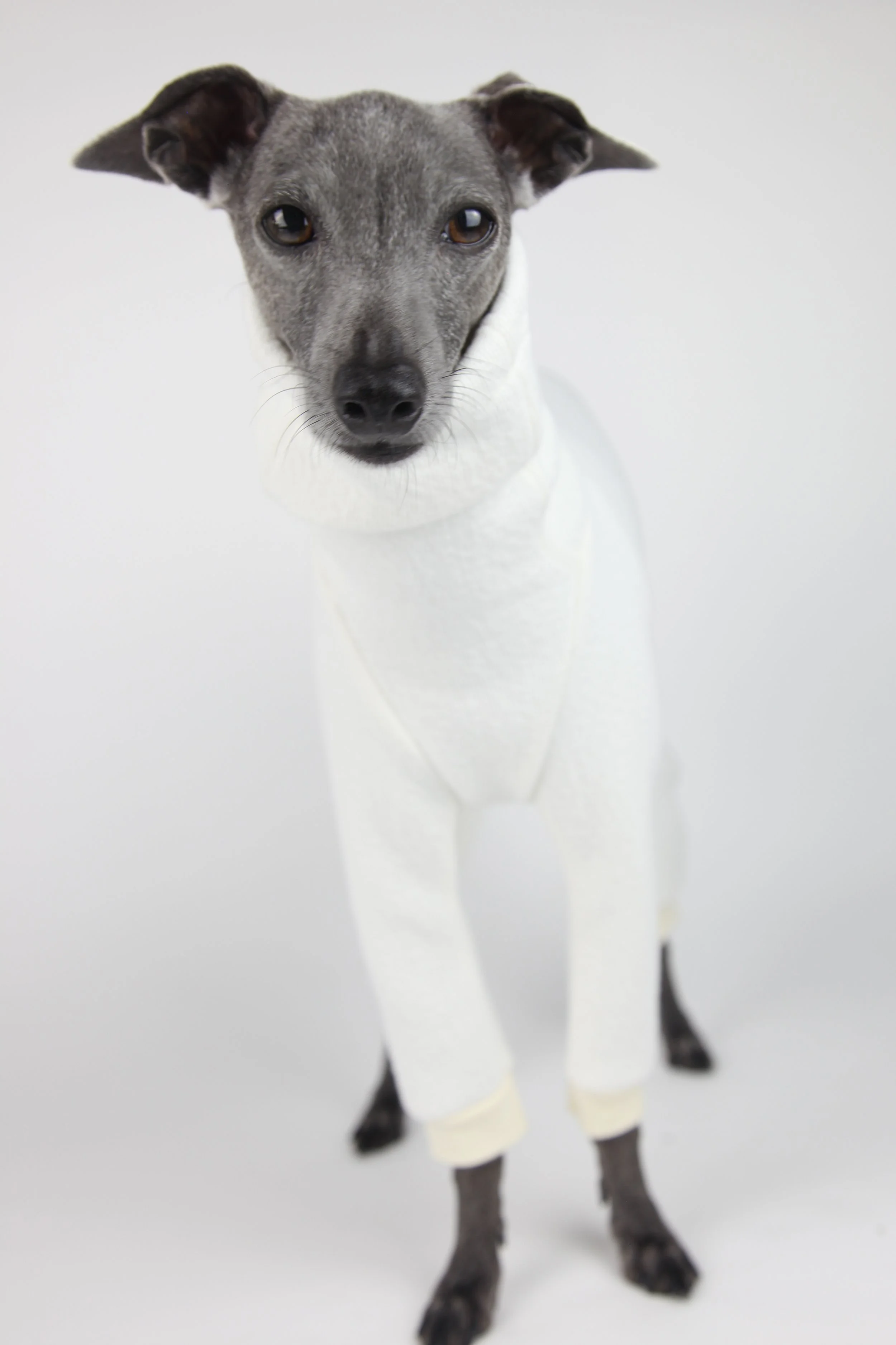 Shop Online — Jute & Sable | Luxury Italian Greyhound & Whippet ...