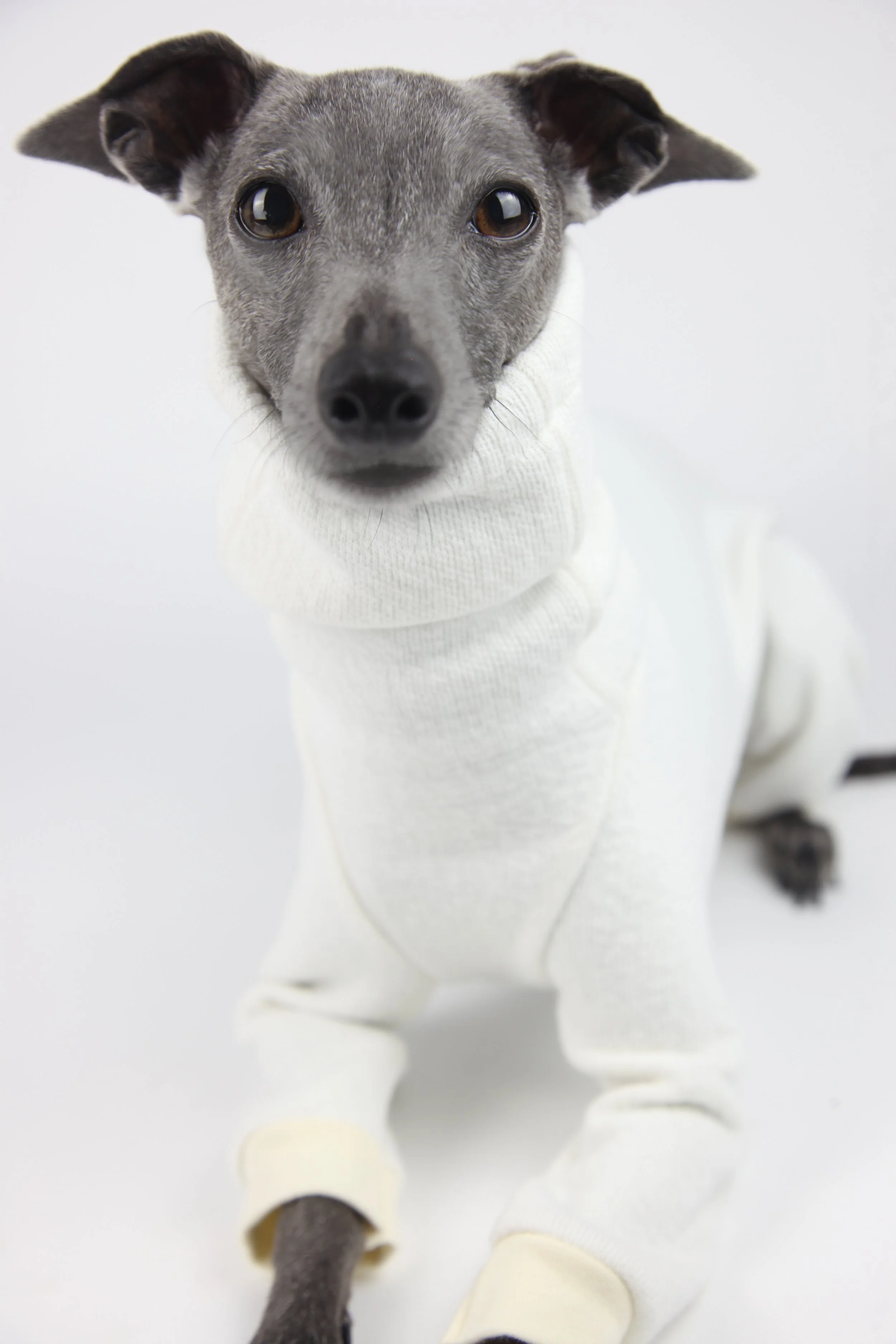 Shop Online — Jute & Sable | Luxury Italian Greyhound & Whippet ...