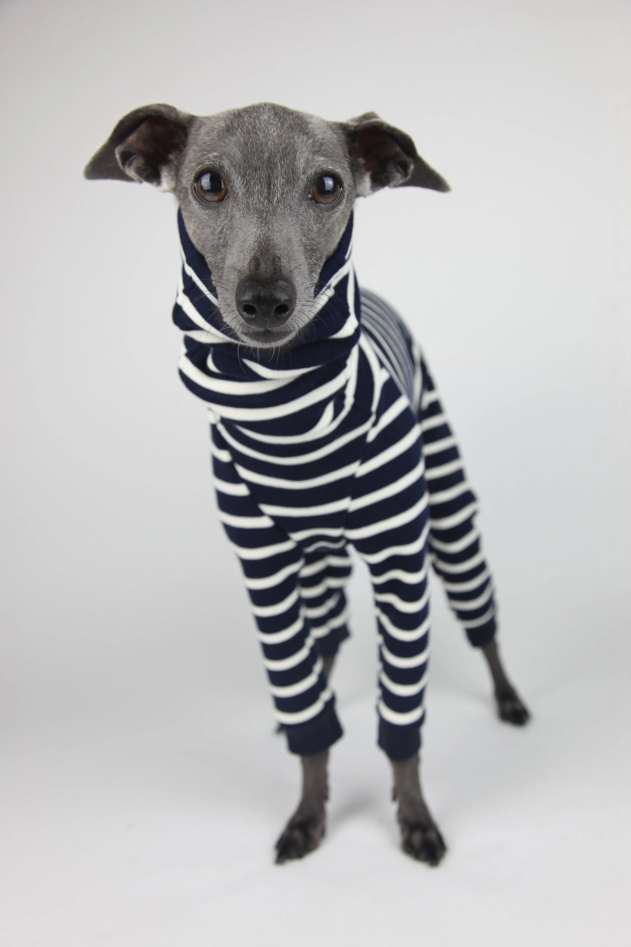 Shop Online — Jute & Sable | Luxury Italian Greyhound & Whippet ...