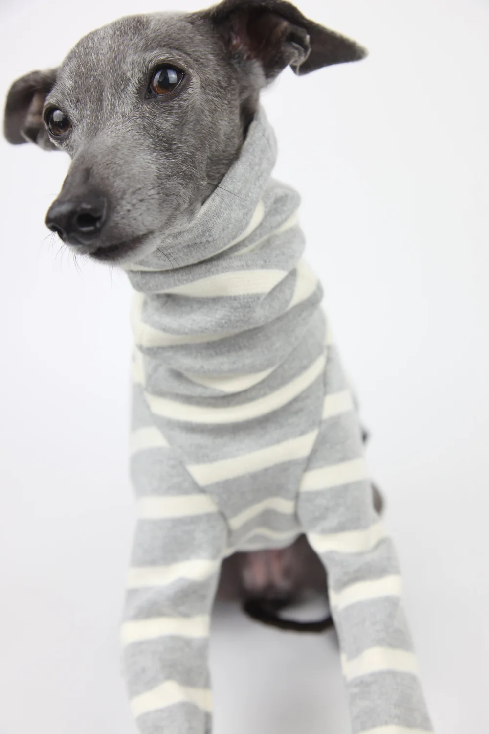 Shop Online — Jute & Sable | Luxury Italian Greyhound & Whippet ...