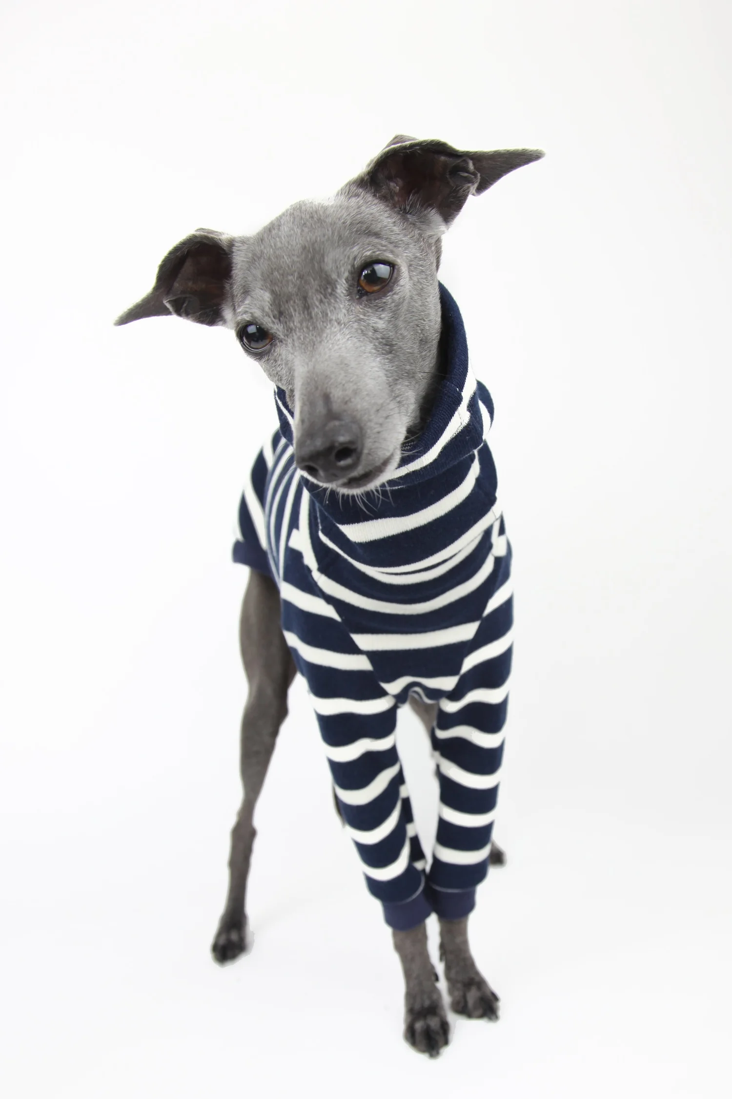 Shop Online — Jute & Sable | Luxury Italian Greyhound & Whippet ...