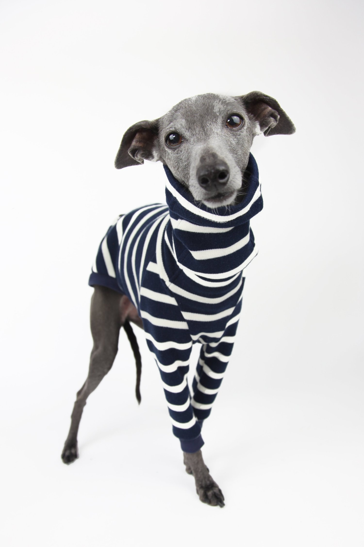 Shop Online — Jute & Sable | Luxury Italian Greyhound & Whippet ...