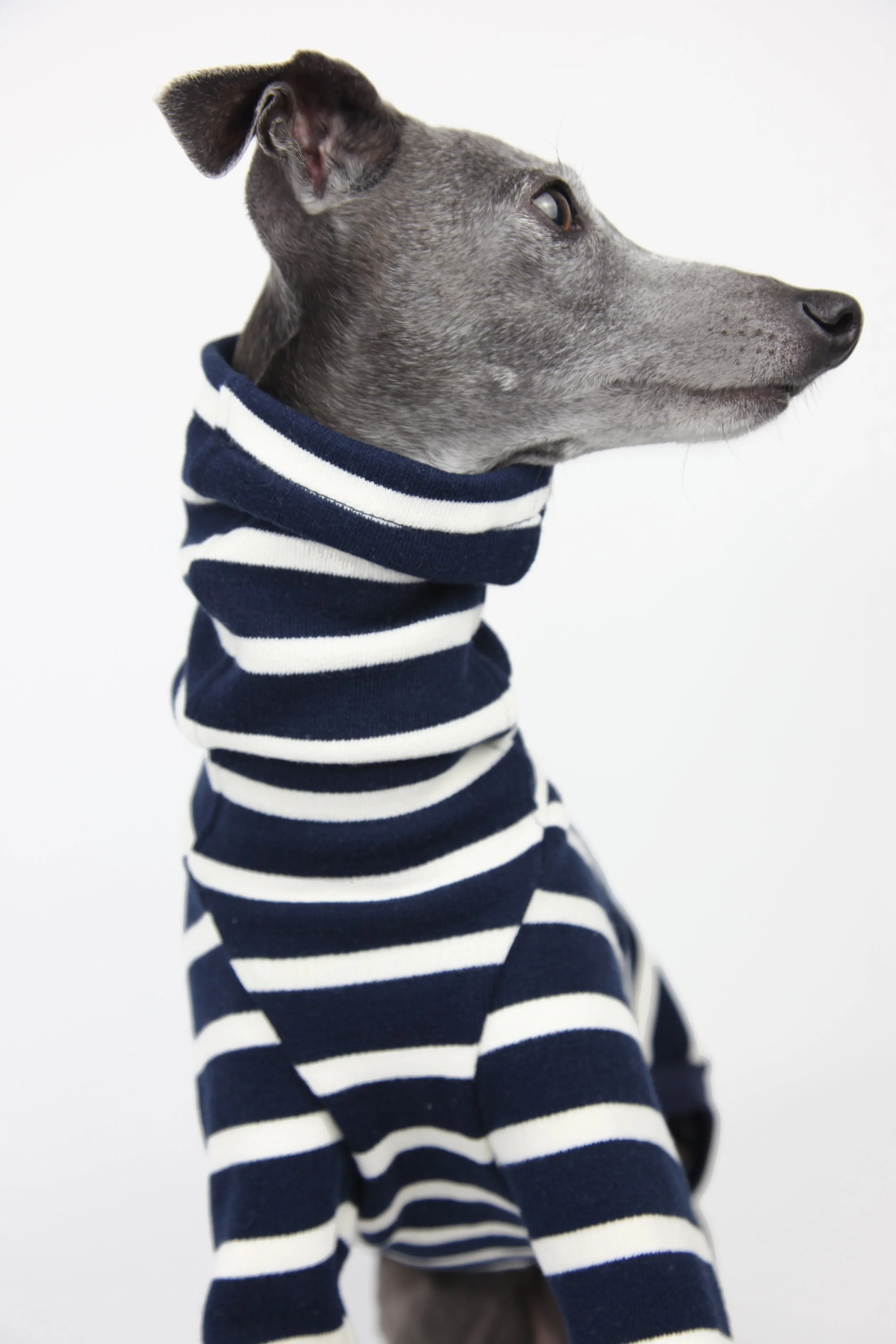 Shop Online — Jute & Sable | Luxury Italian Greyhound & Whippet ...