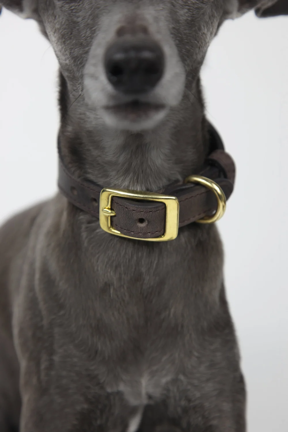 Shop Online — Jute & Sable | Luxury Italian Greyhound & Whippet ...
