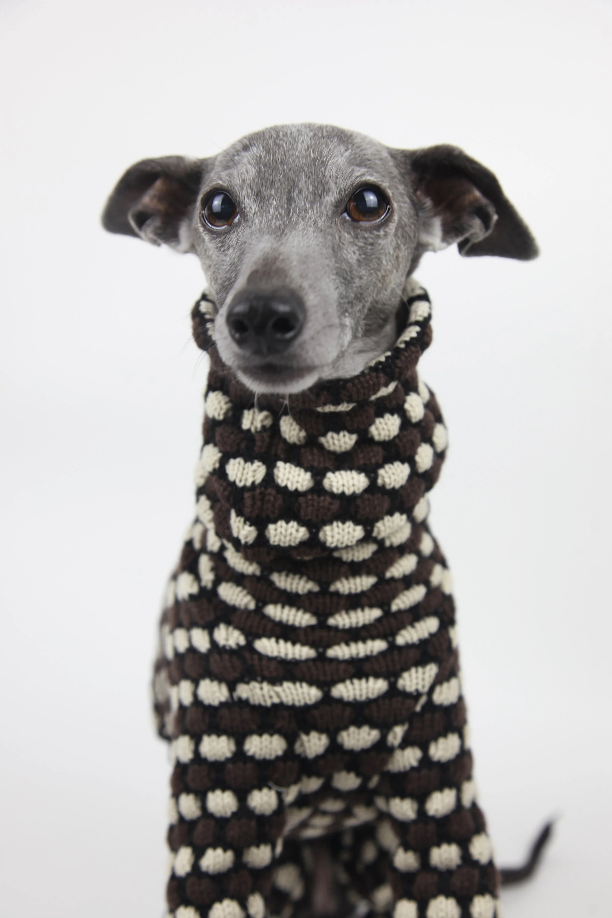 Luxury Italian Greyhound & Whippet Clothing | Jute & Sable London ...