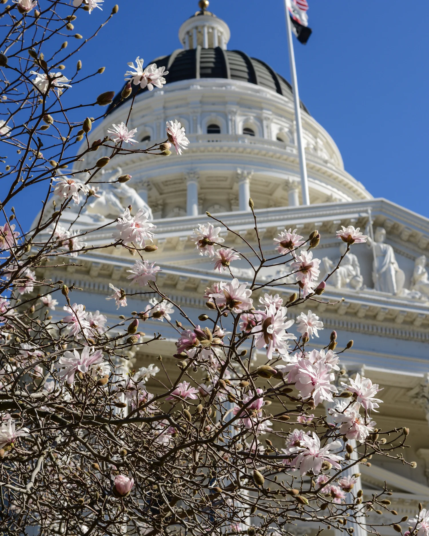 California Energy Storage Alliance