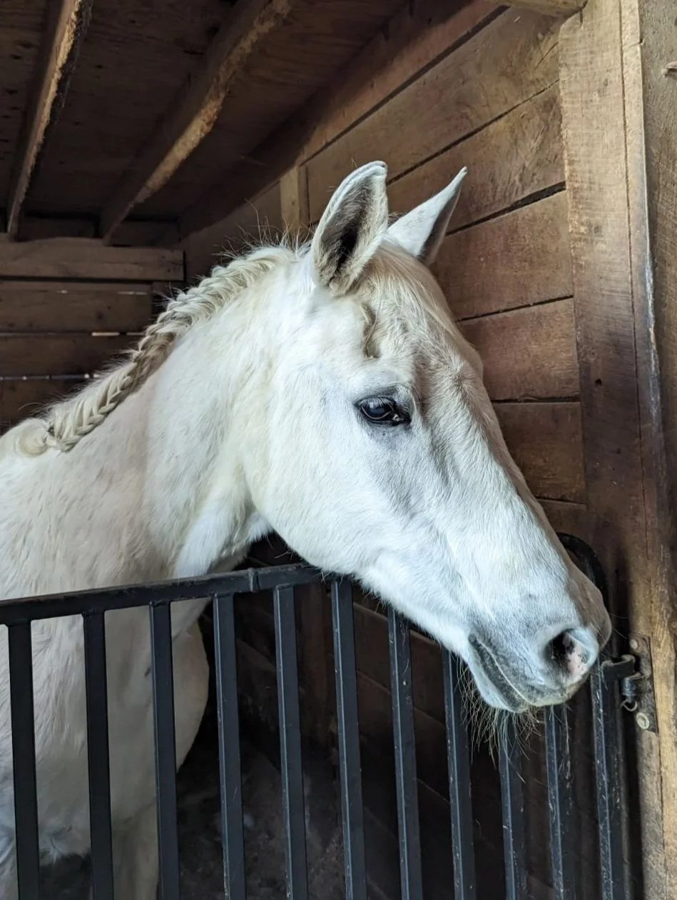 Meet the Herd — Hope Meadows