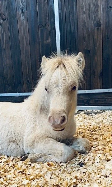 Meet the Herd — Hope Meadows