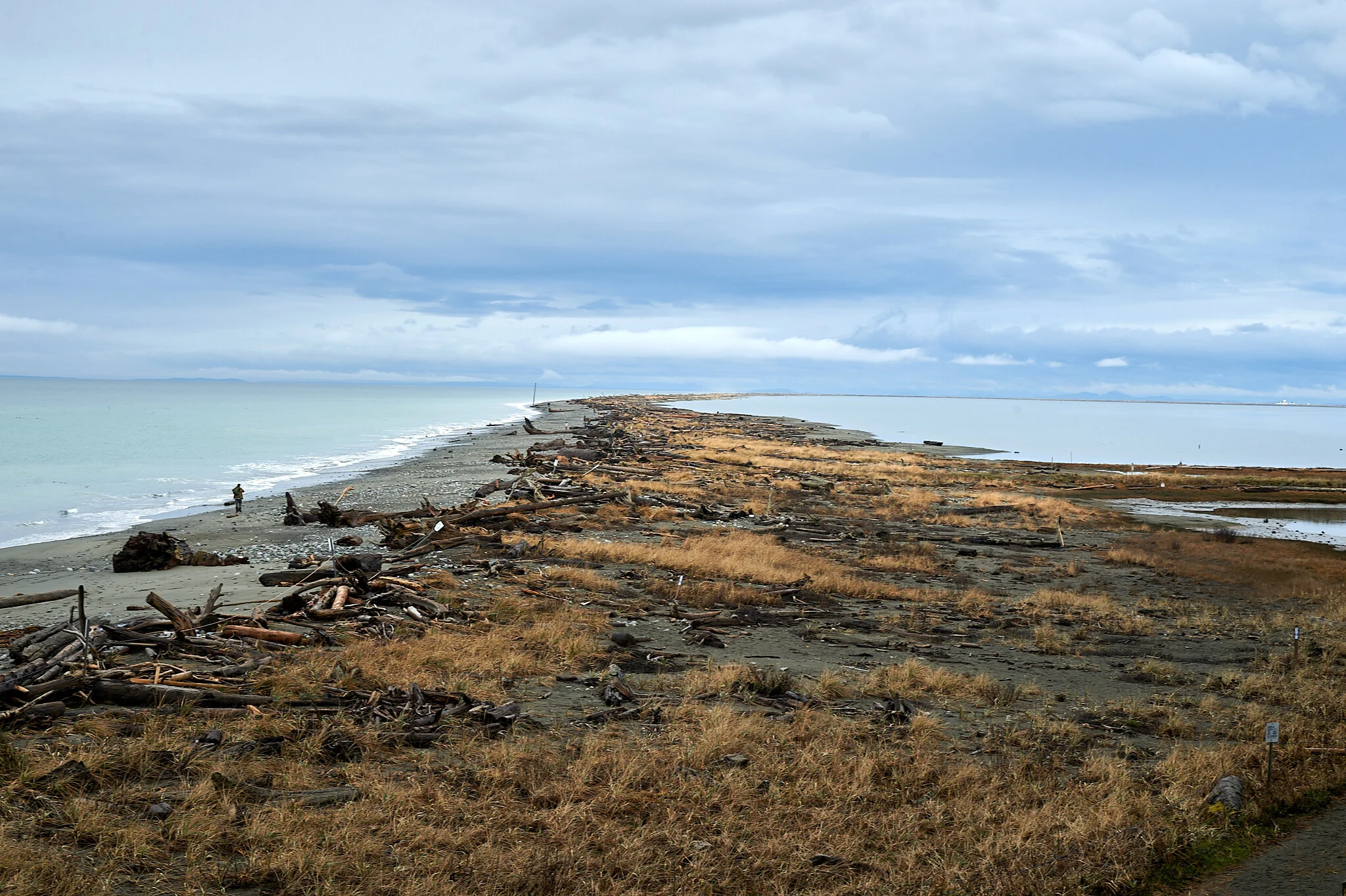 Discovering the Beauty of Dungeness Spit: A Perfect Day Trip in Western ...