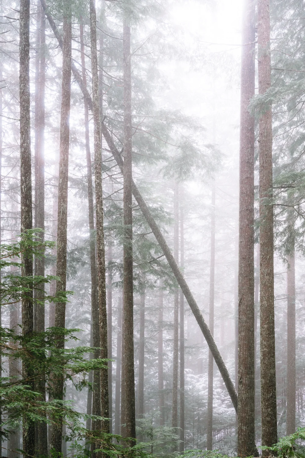 Mount Walker Viewpoint — Chance Keso