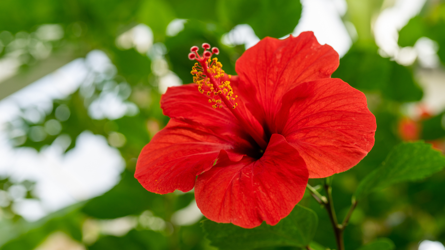Flowers That Grow In Florida Year-Round — The Green Shape
