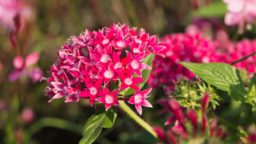 Flowers That Grow In Florida Year-Round — The Green Shape