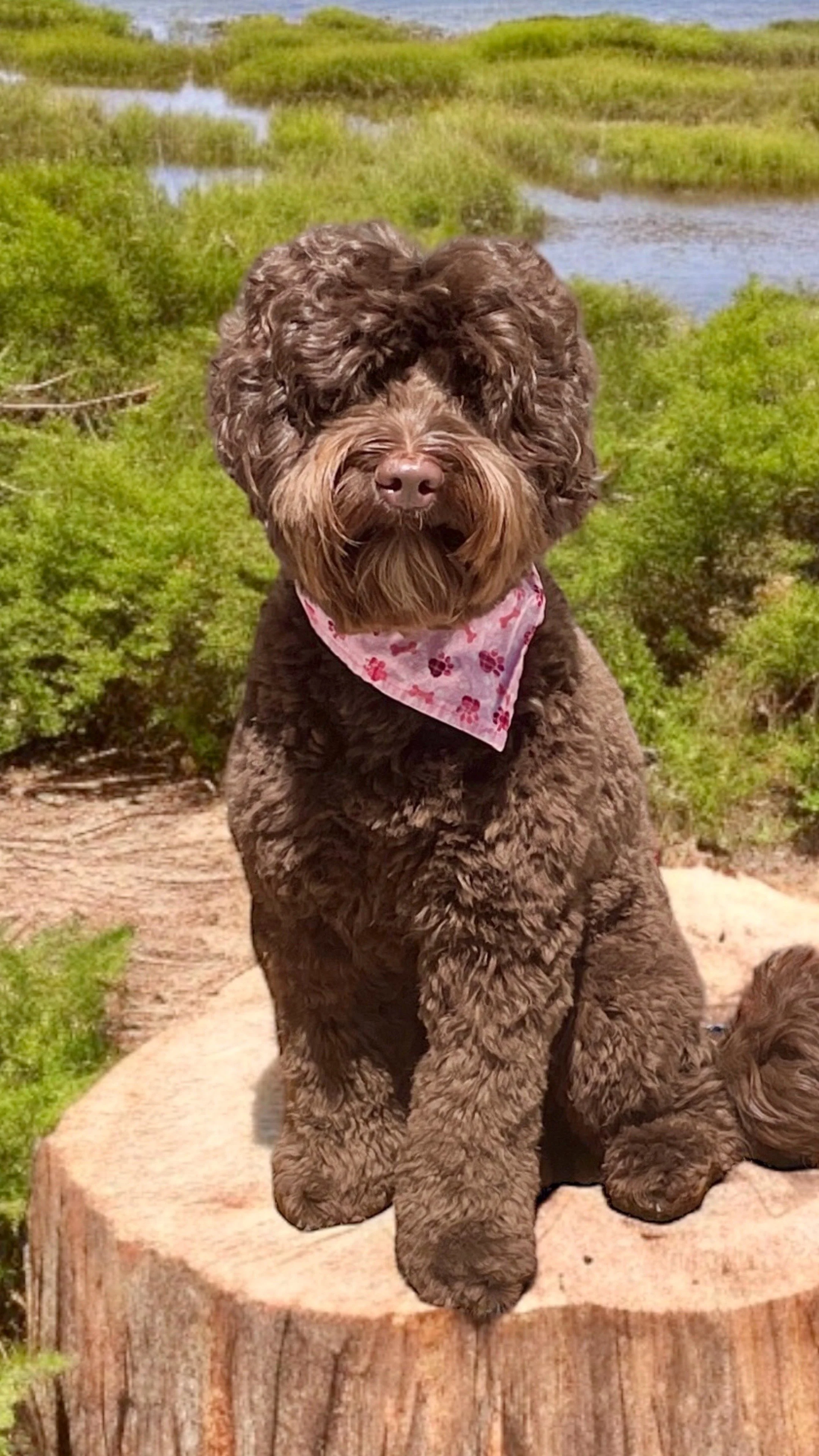 Great Bridge Australian Labradoodles — Great Bridge Australian ...