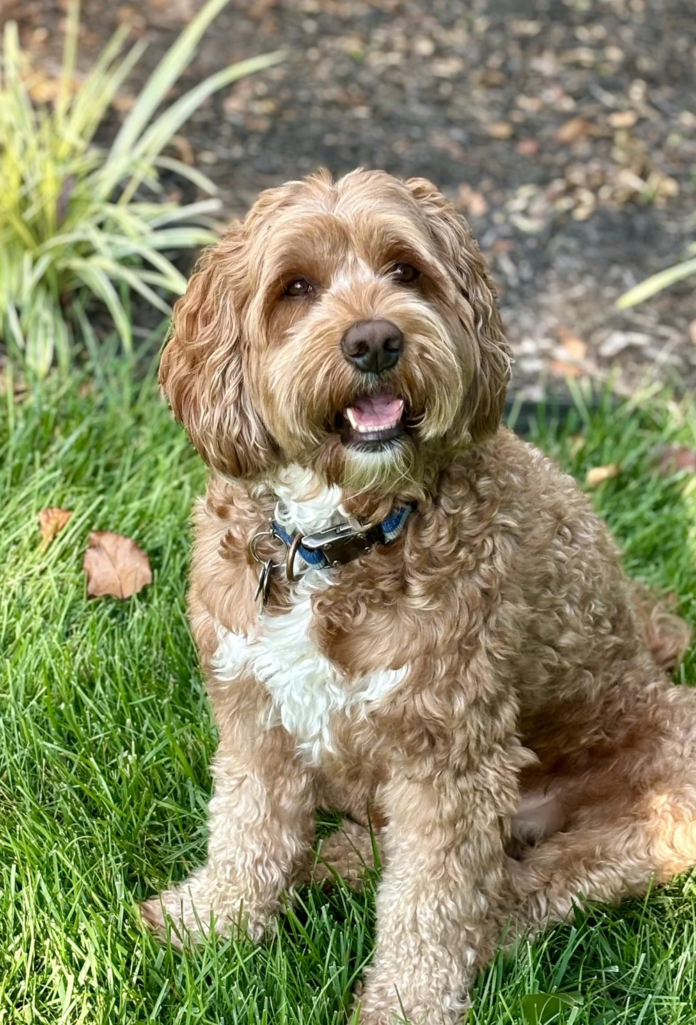 Great Bridge Australian Labradoodles — Our Boys