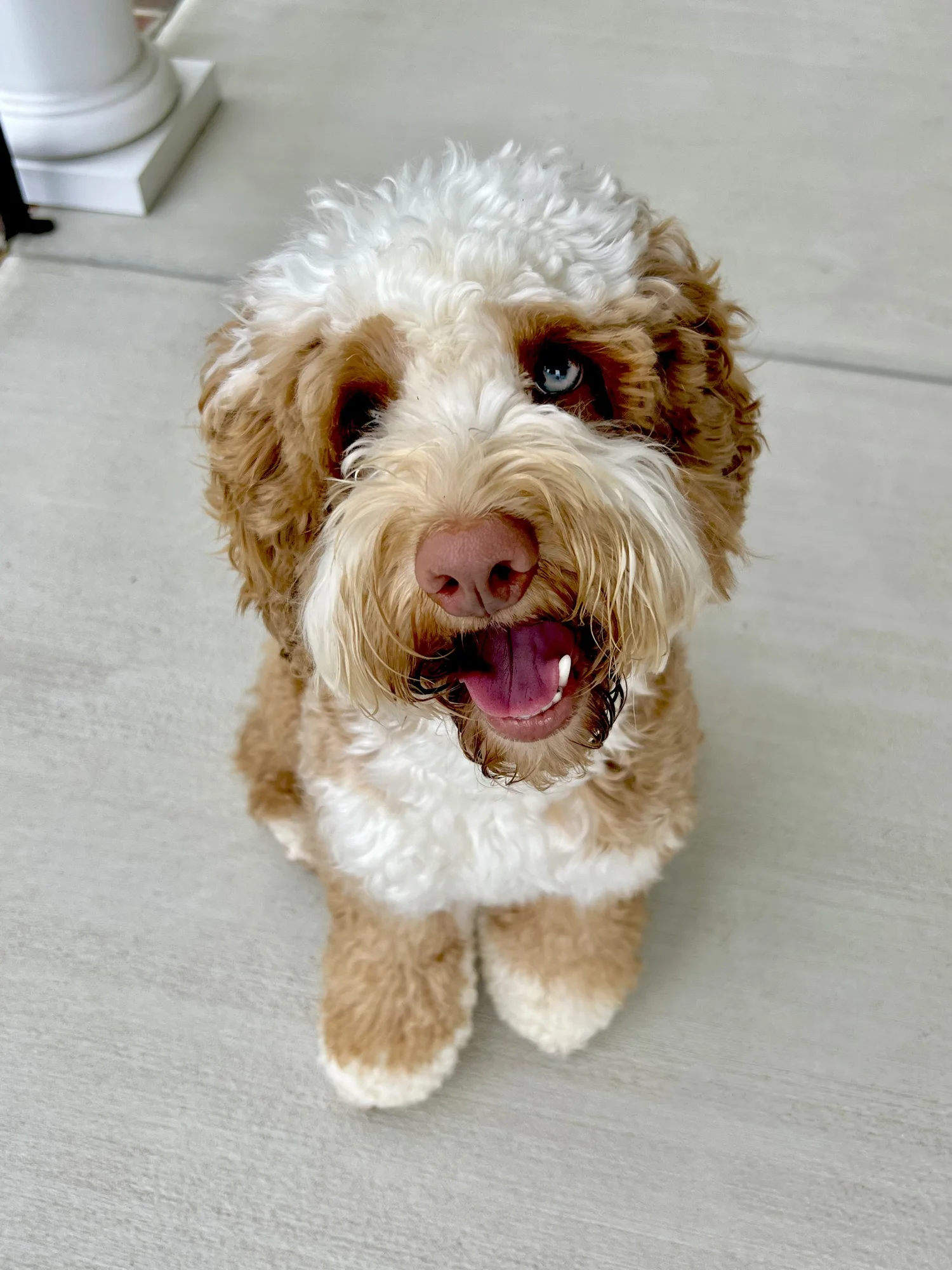 Great Bridge Australian Labradoodles — Our Boys