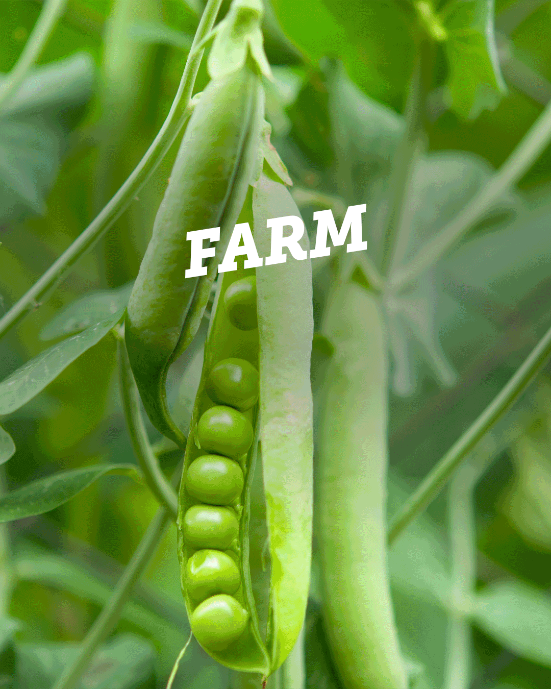 Castor & Pollux Social — Sarah Rocca