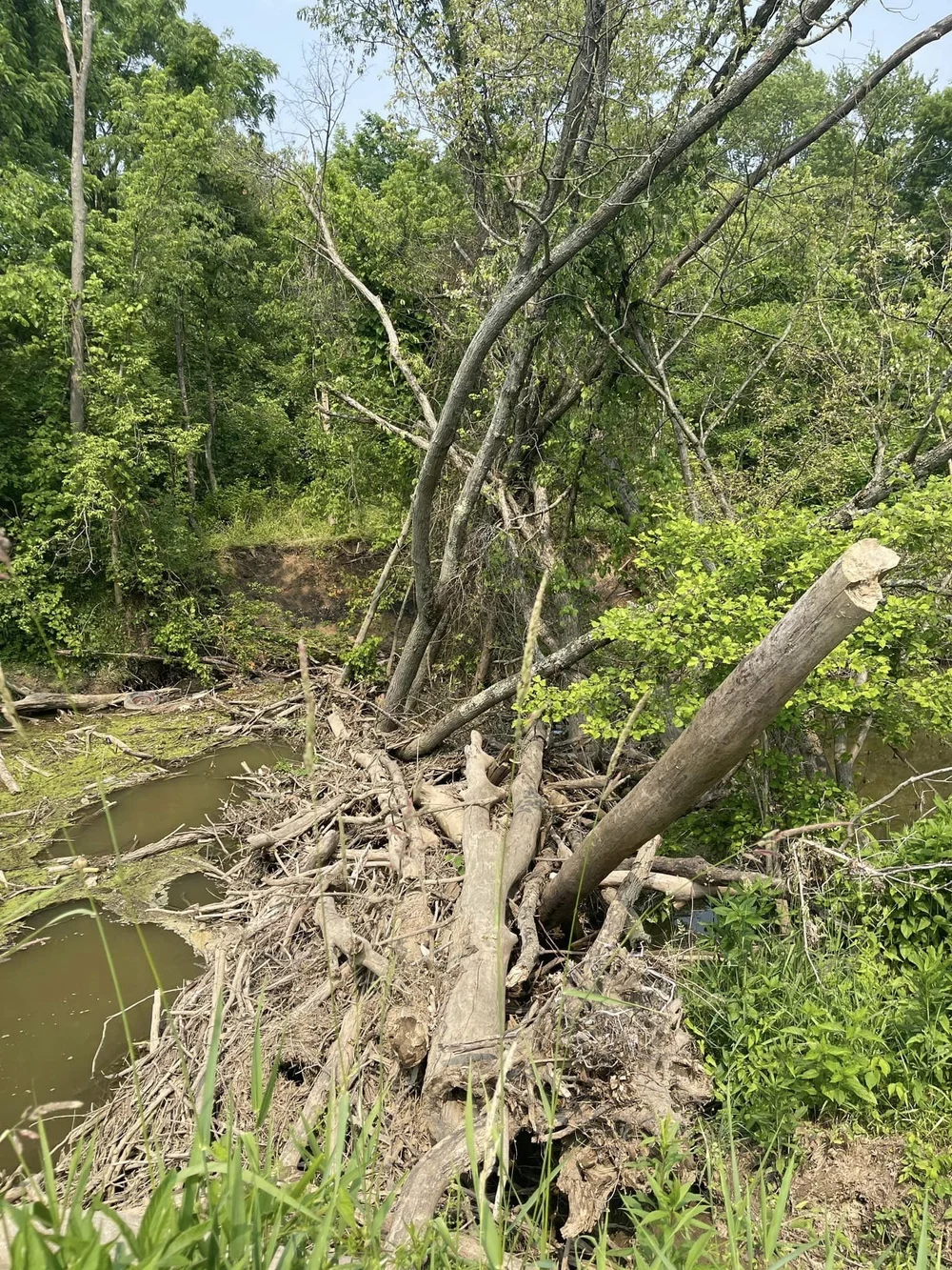 Jammed by log jams? Help is on the way! — Ashland SWCD