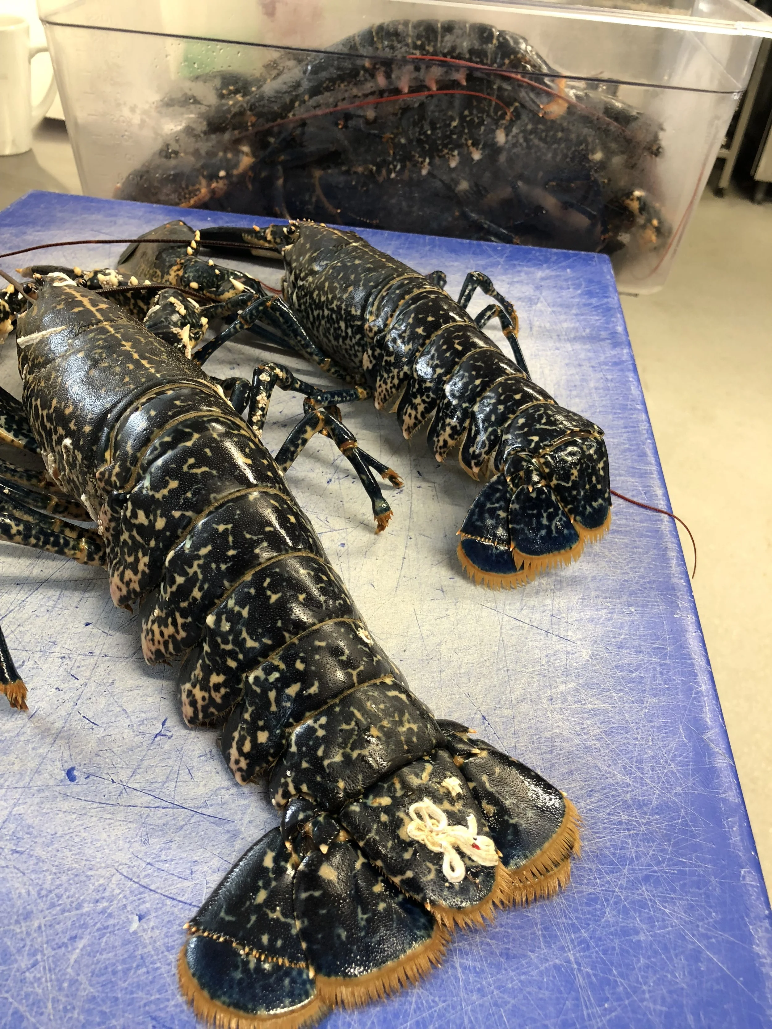 Gallery — — Chef Dale McIntosh