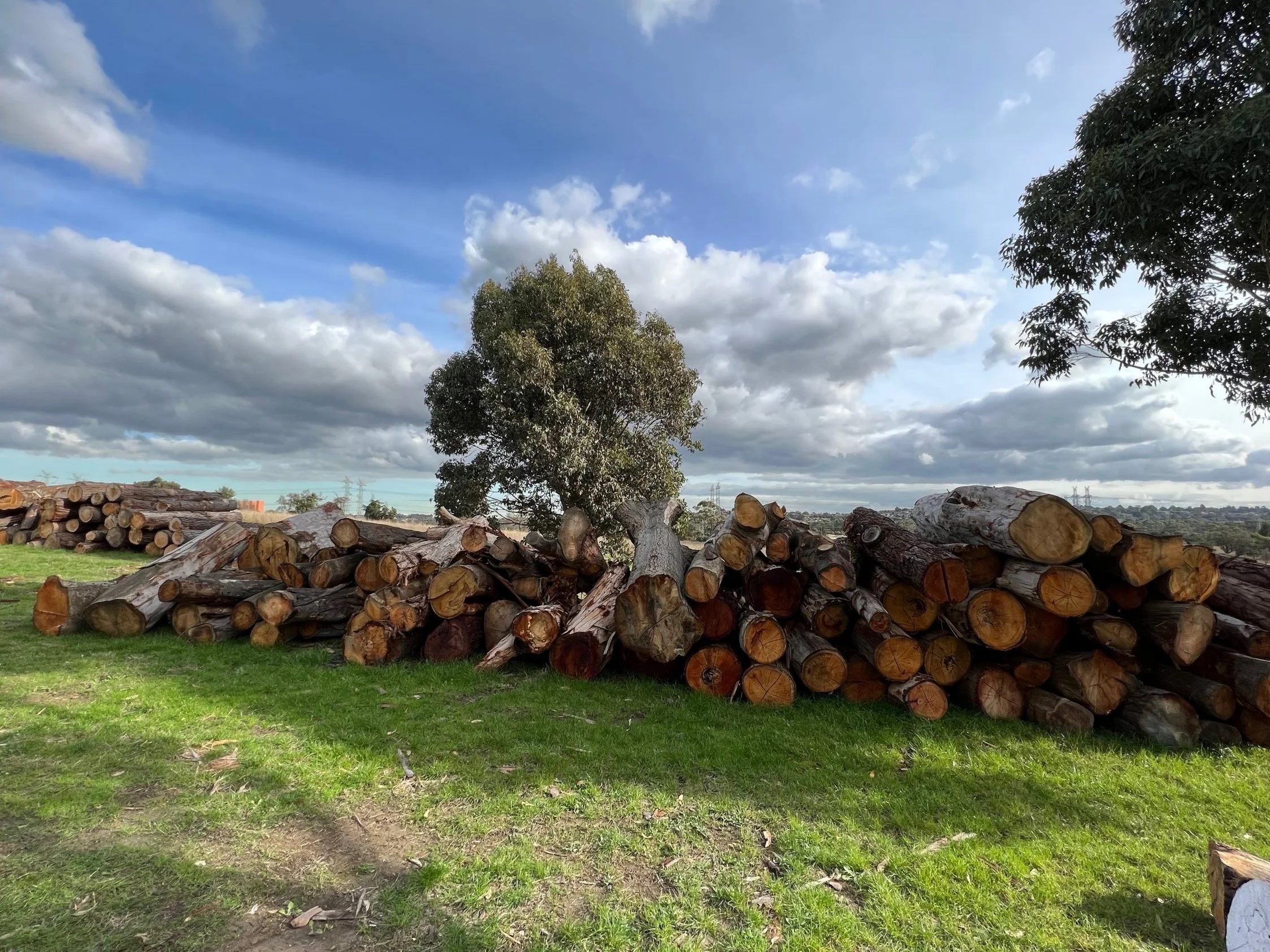 How Much Does Tree Clearing Cost Per Acre Treeincarnation How Much Does Tree Clearing Cost Per Acre Treeincarnation