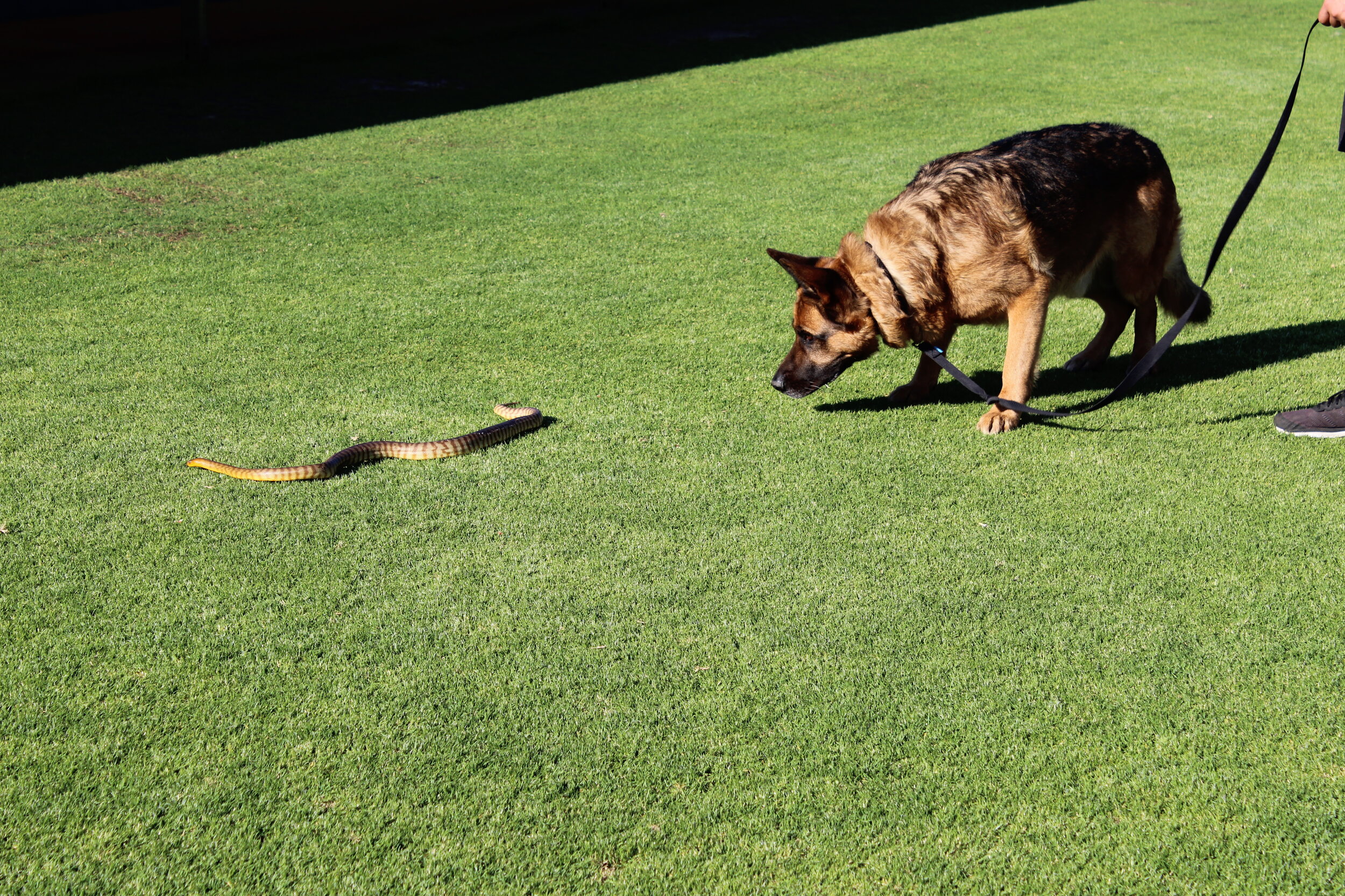 Precision K9 Training