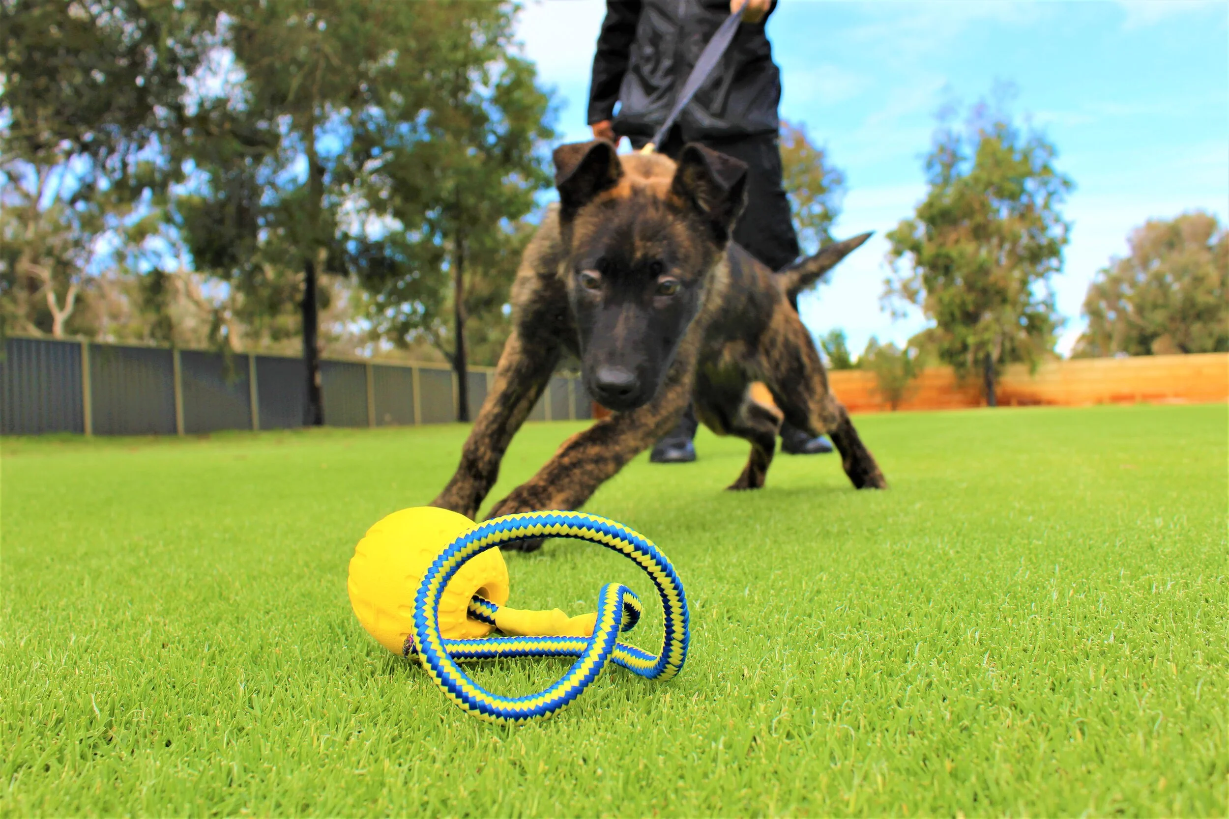 Precision K9 Training