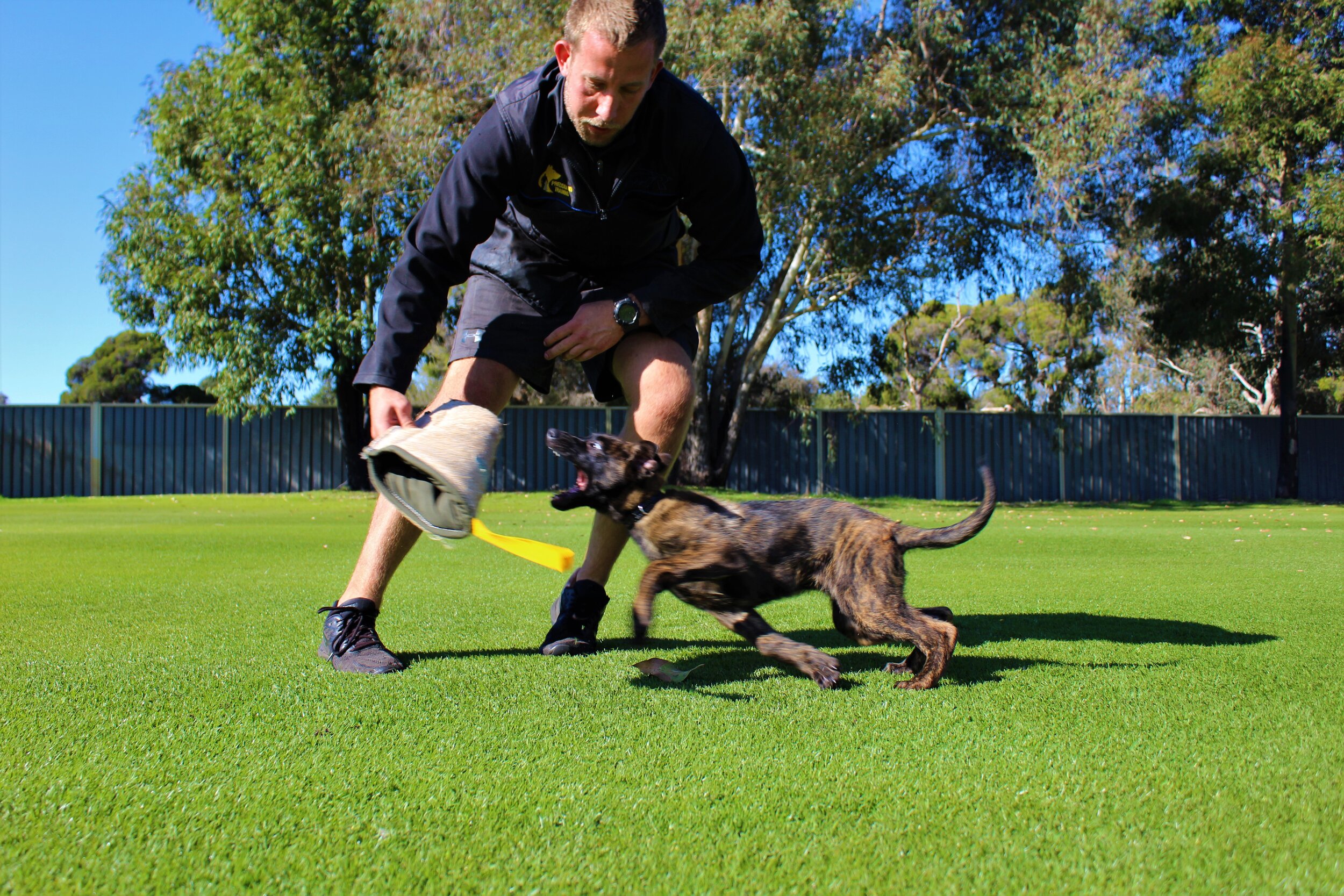Puppy Development — Precision K9 Training