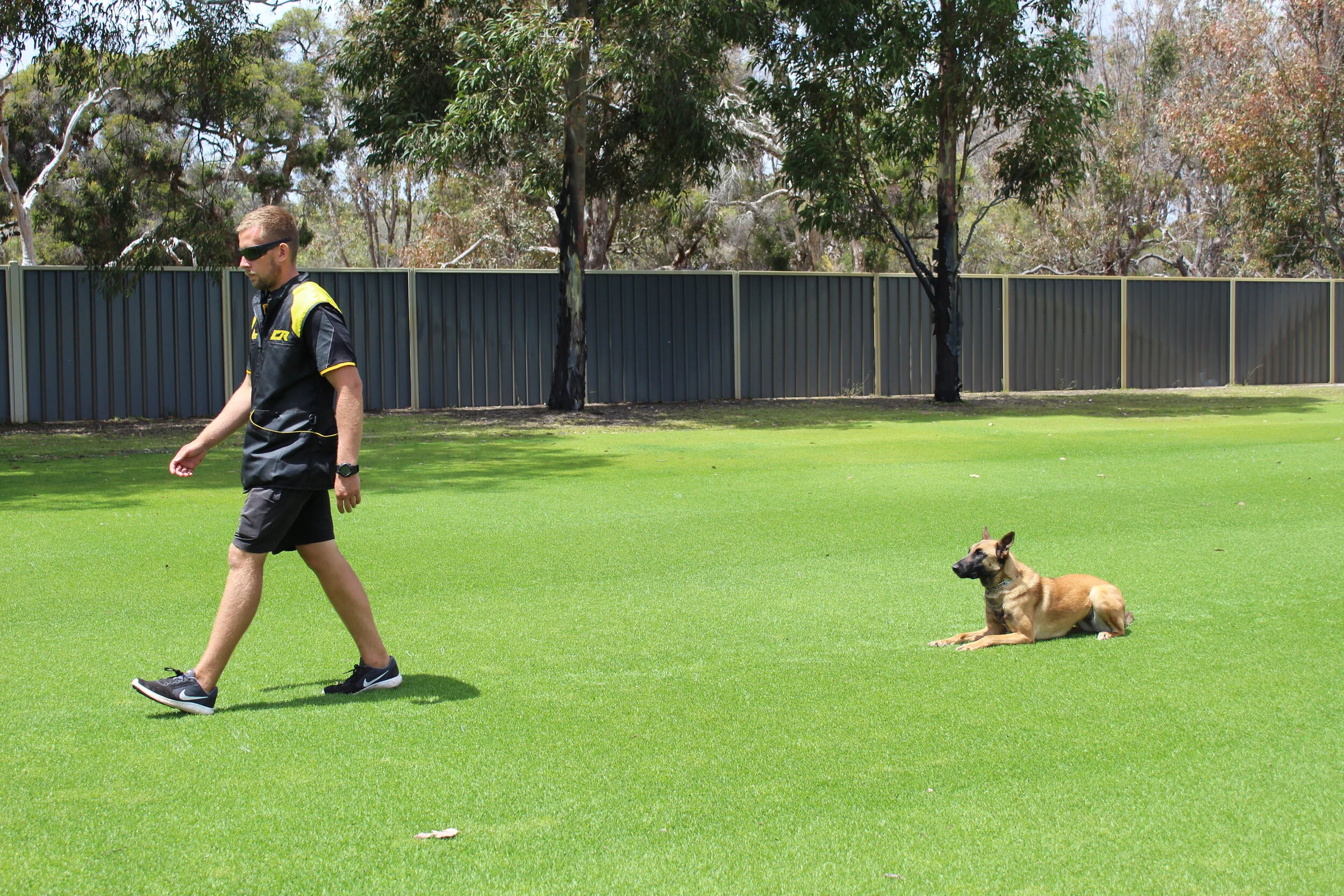 Obedience Training — Precision K9 Training