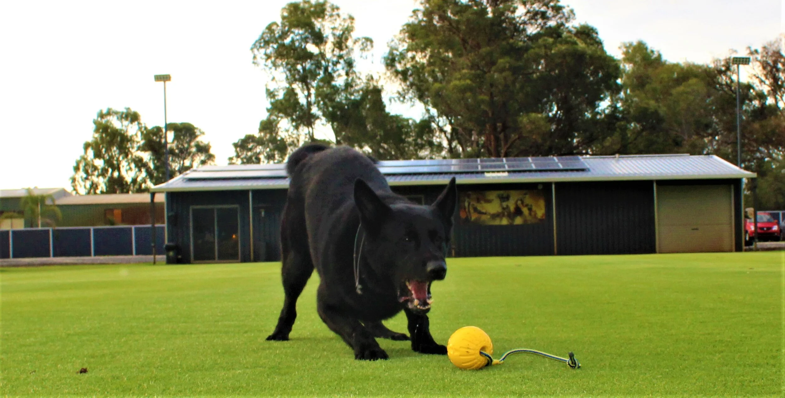 Obedience Training — Precision K9 Training