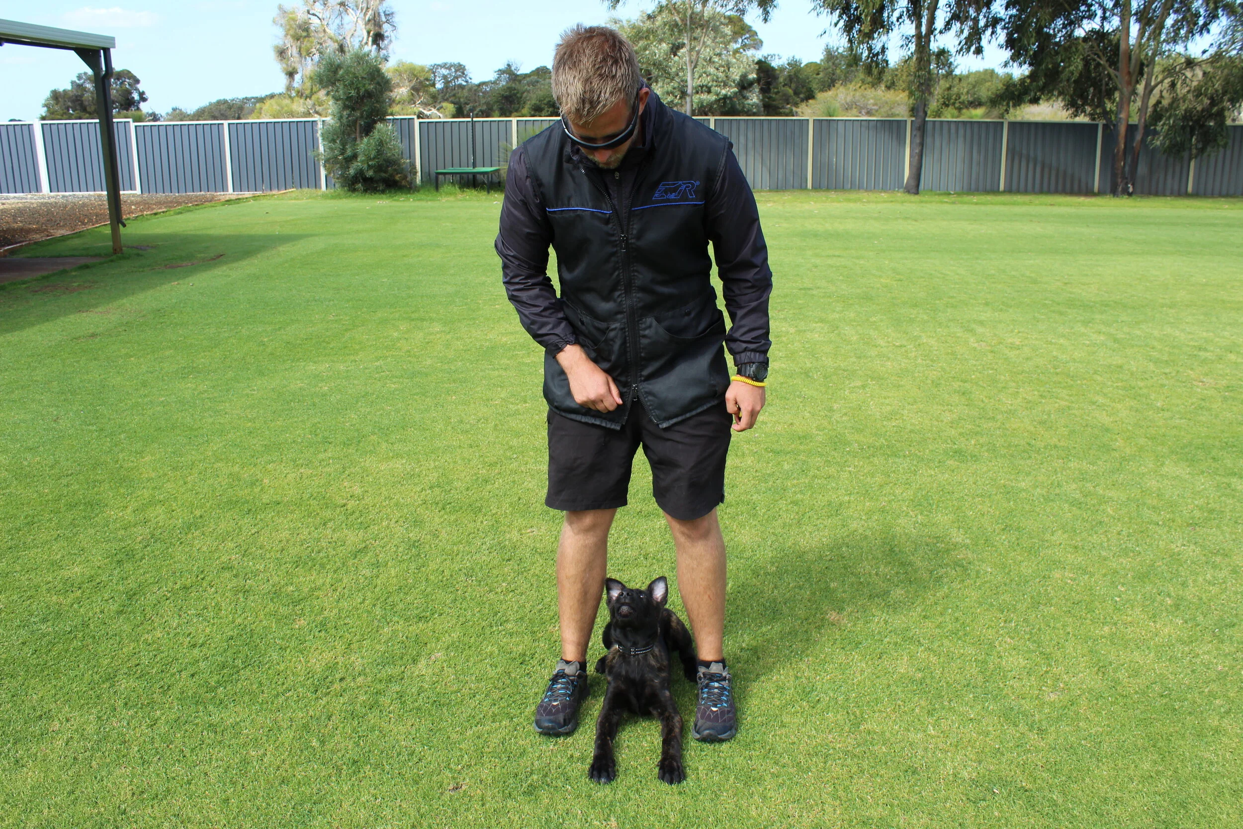 Obedience Training — Precision K9 Training