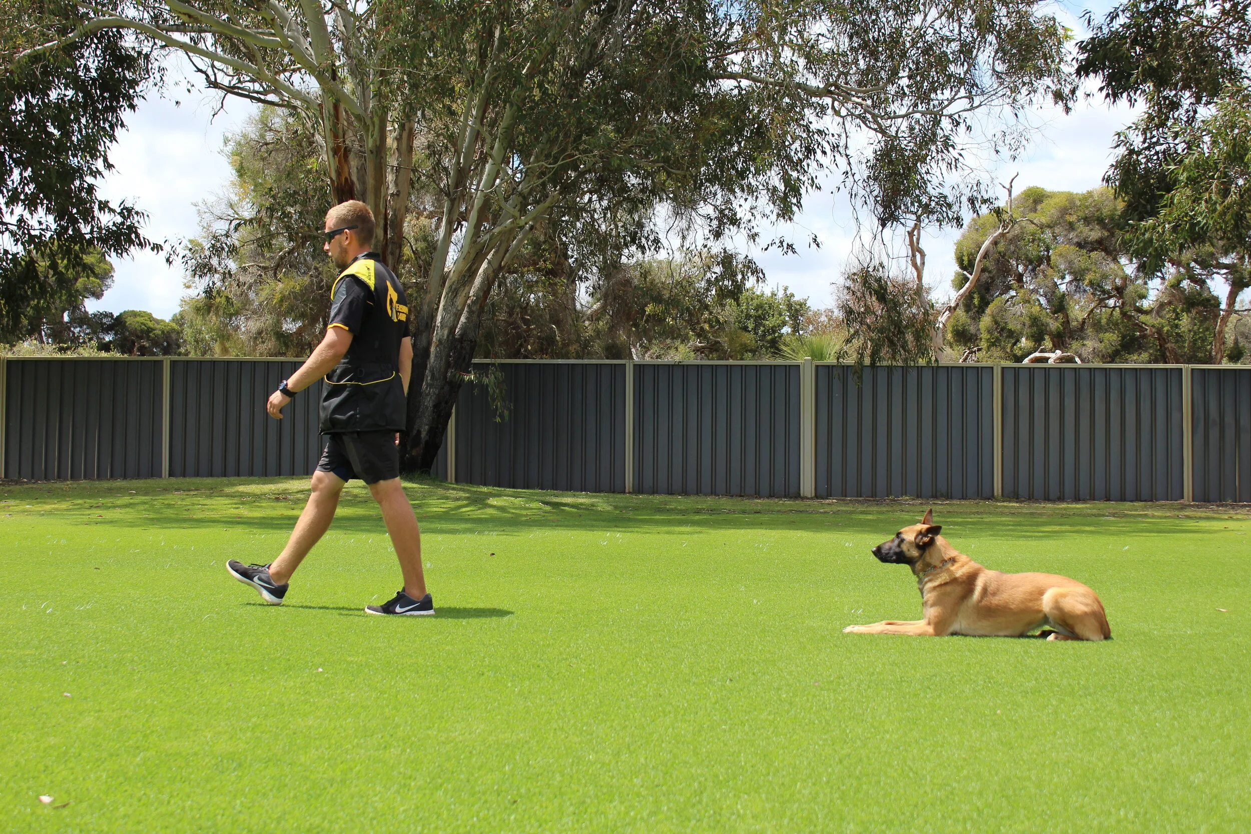 Obedience Training — Precision K9 Training