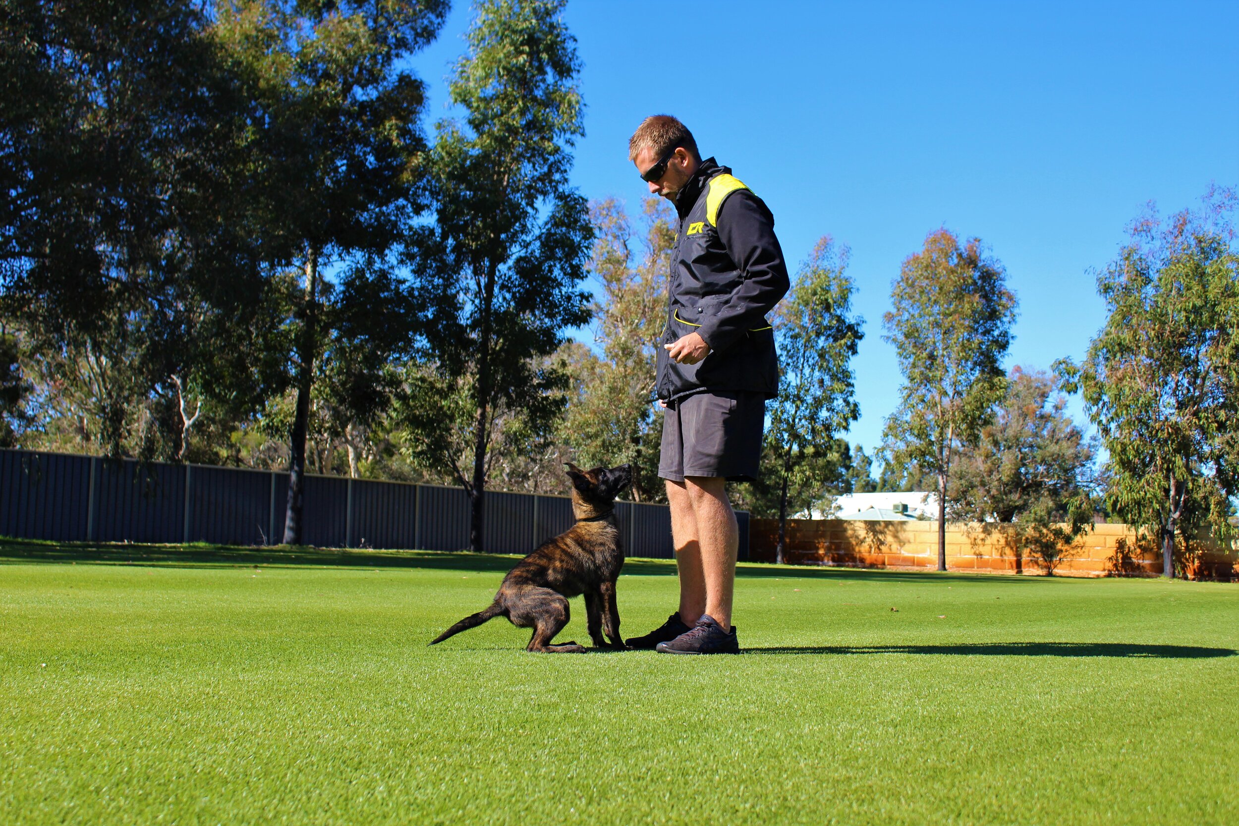 Behaviour Modification — Precision K9 Training
