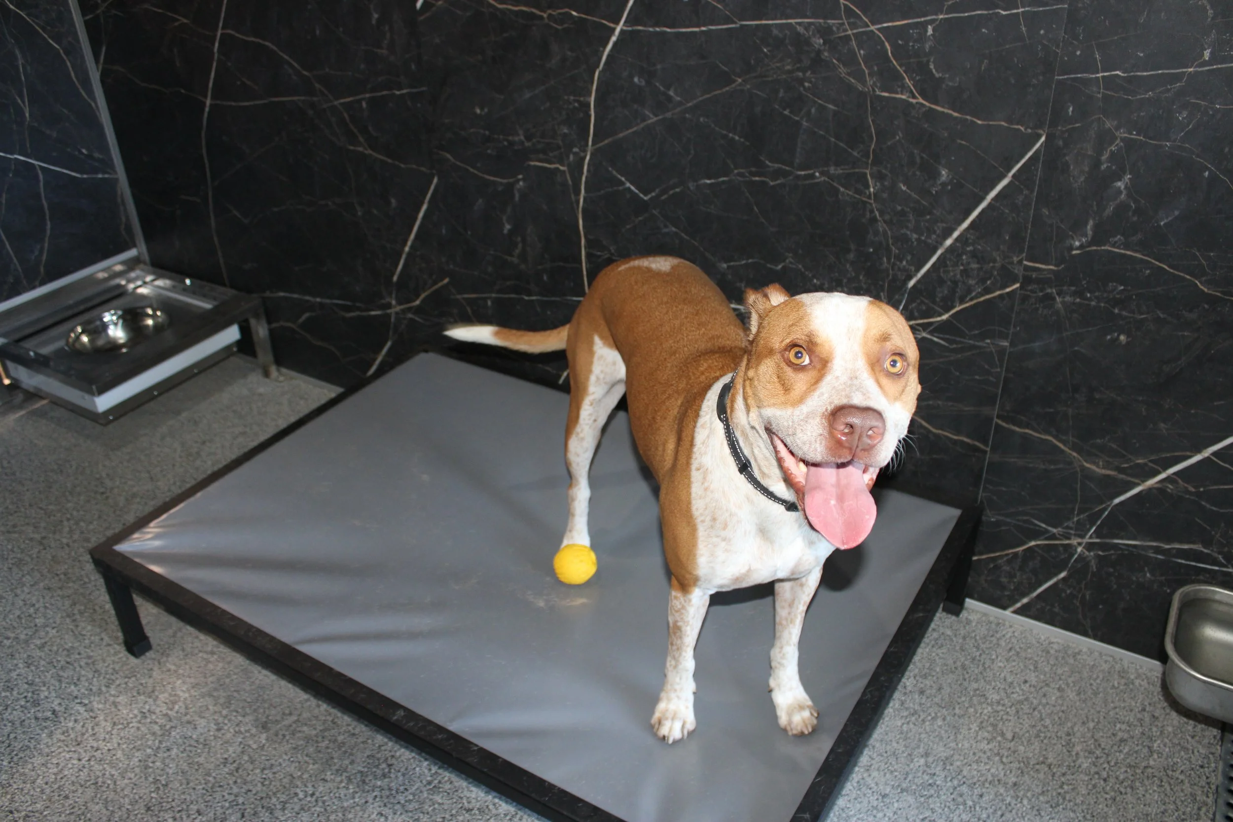 Precision K9 Training