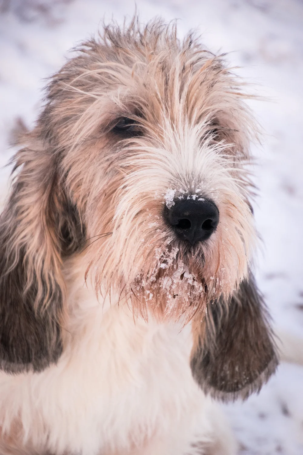 What Is A Grand Griffon Vendeen Breed Dog