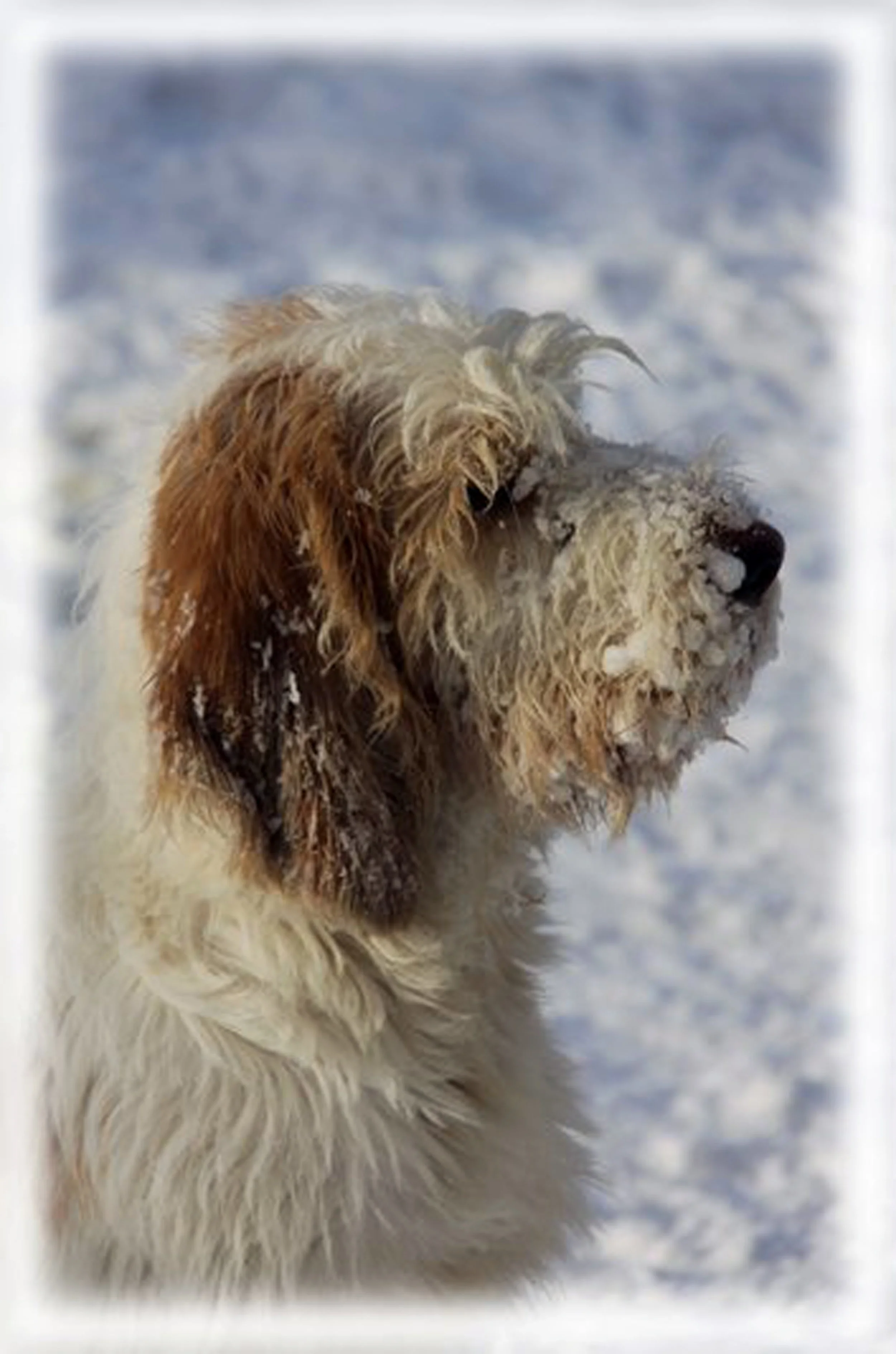 Club Info — GBGVCA