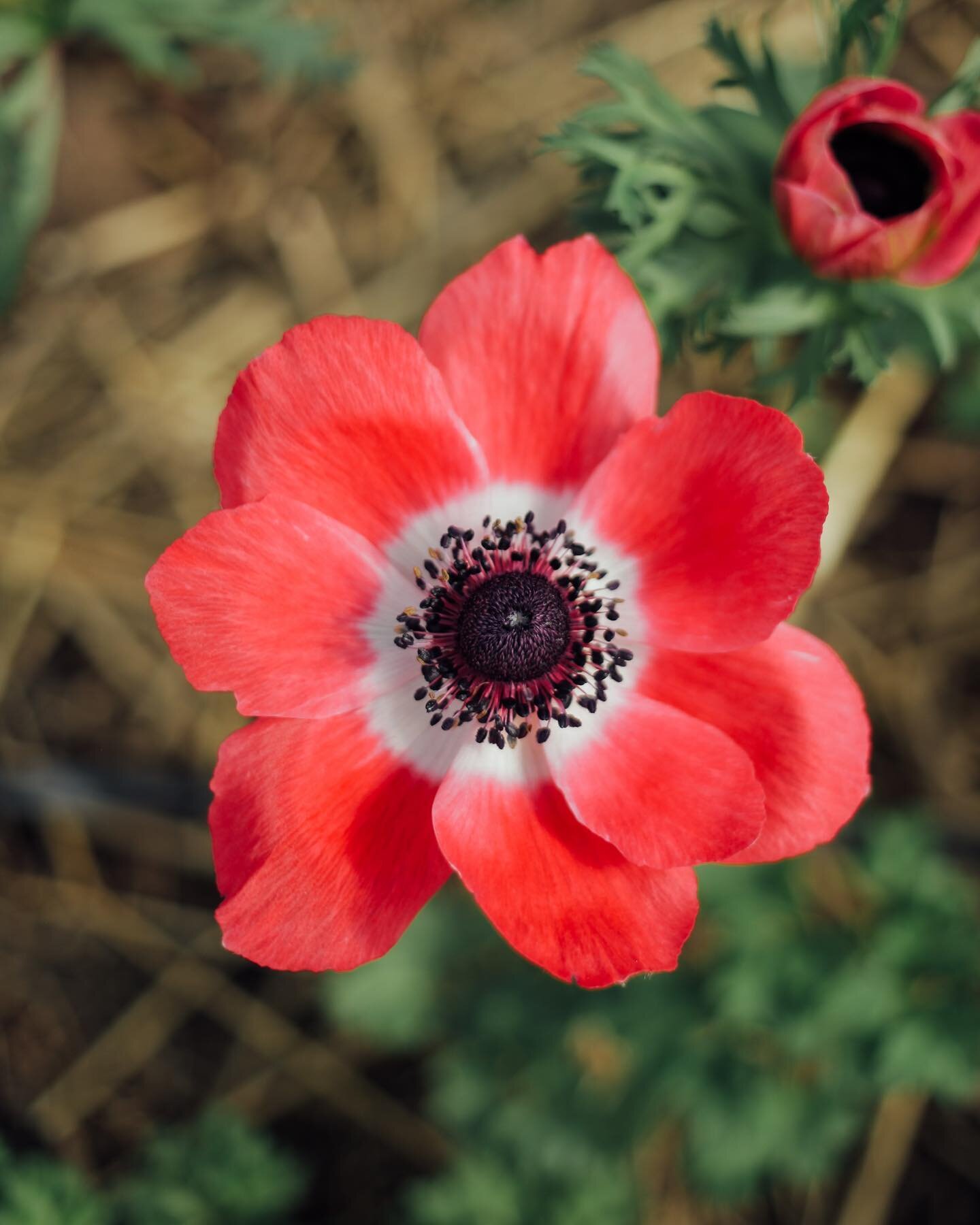 Plume & Furrow - Colorado Florist