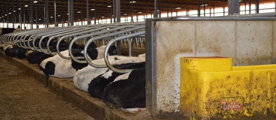 Kieler Farms Freestall Barn | Bayland Buildings, Inc. — Bayland Buildings