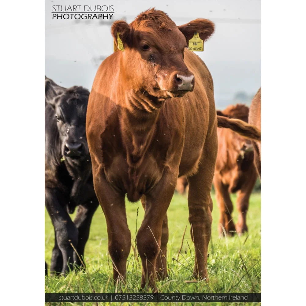 Stuart Dubois Photography