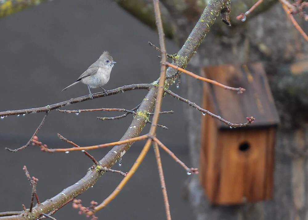 Oak Titmouse pair builds a nest, watch a video — Beth Ann Mathews