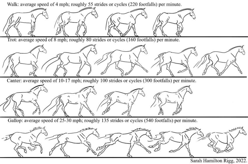 Adding Horses to your Game: Tips, Resources, Do’s and Don’ts — The Mane Quest