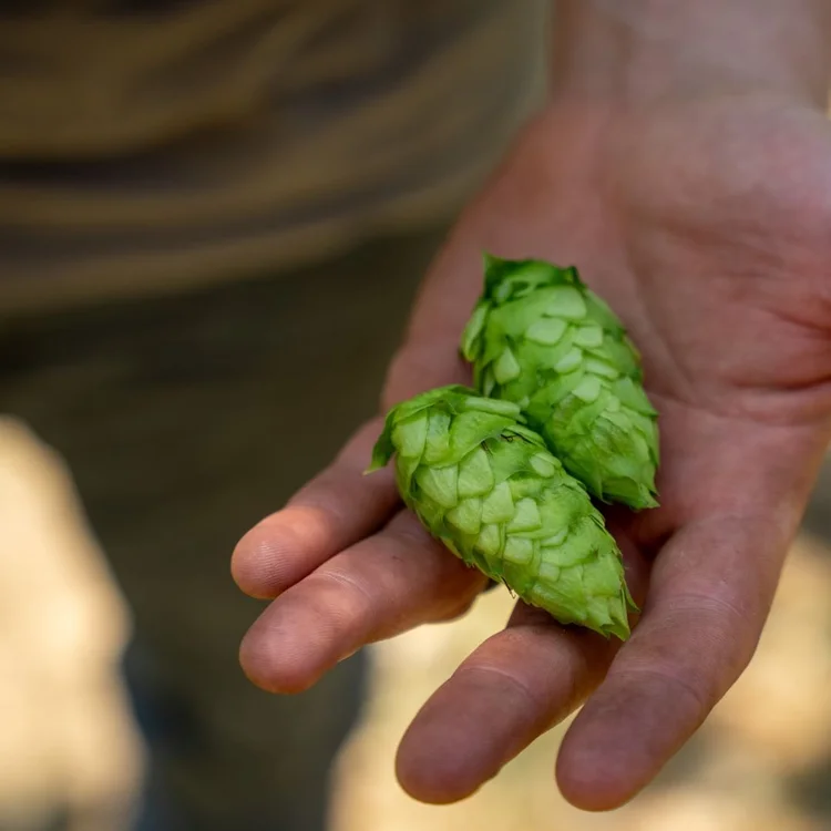 5 Hop Varieties We're Stoked About for 2025 — The HOPGUILD