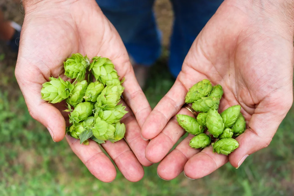 Bulk Hop Pellets - Commercial Hop Pellets - Hop Supplier - The Hop ...