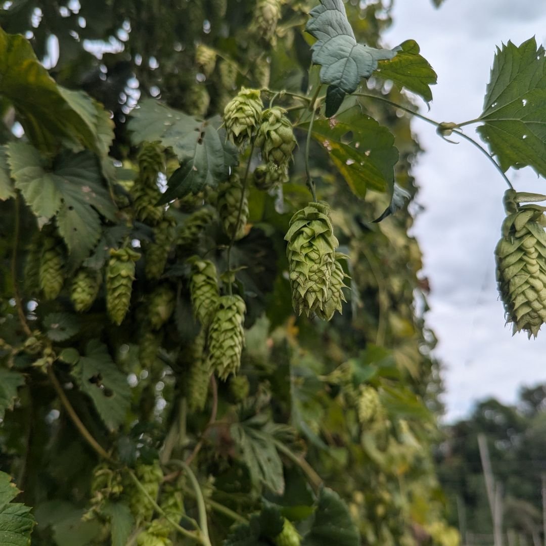 5 Hop Varieties We're Stoked About for 2025 — The HOPGUILD