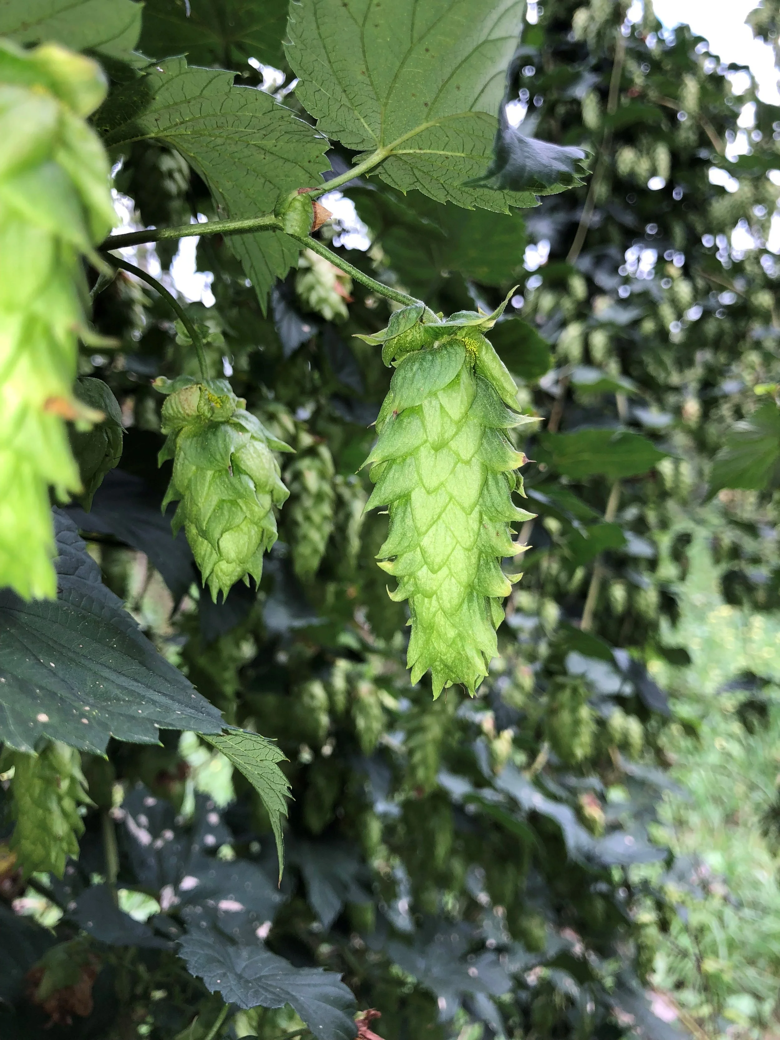 The Hop Guild