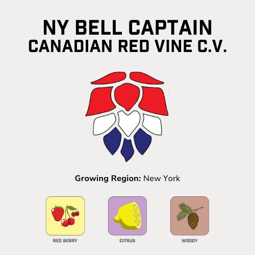 NY Bell Captain (Canadian Redvine) Hop Pellets - The Hop Guild — The ...