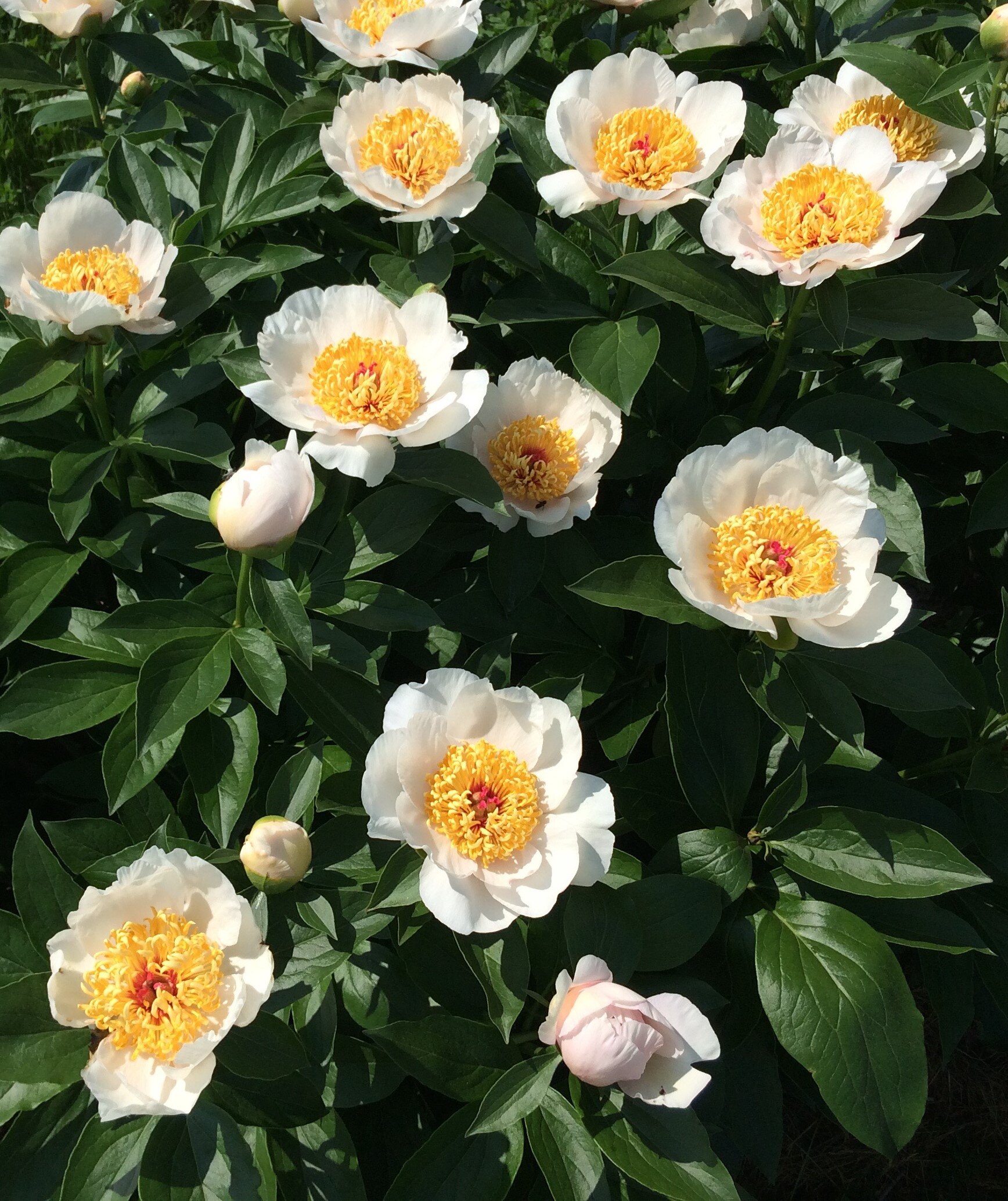 Peony Roots — Bristol Hills Lavender & Flower Farm