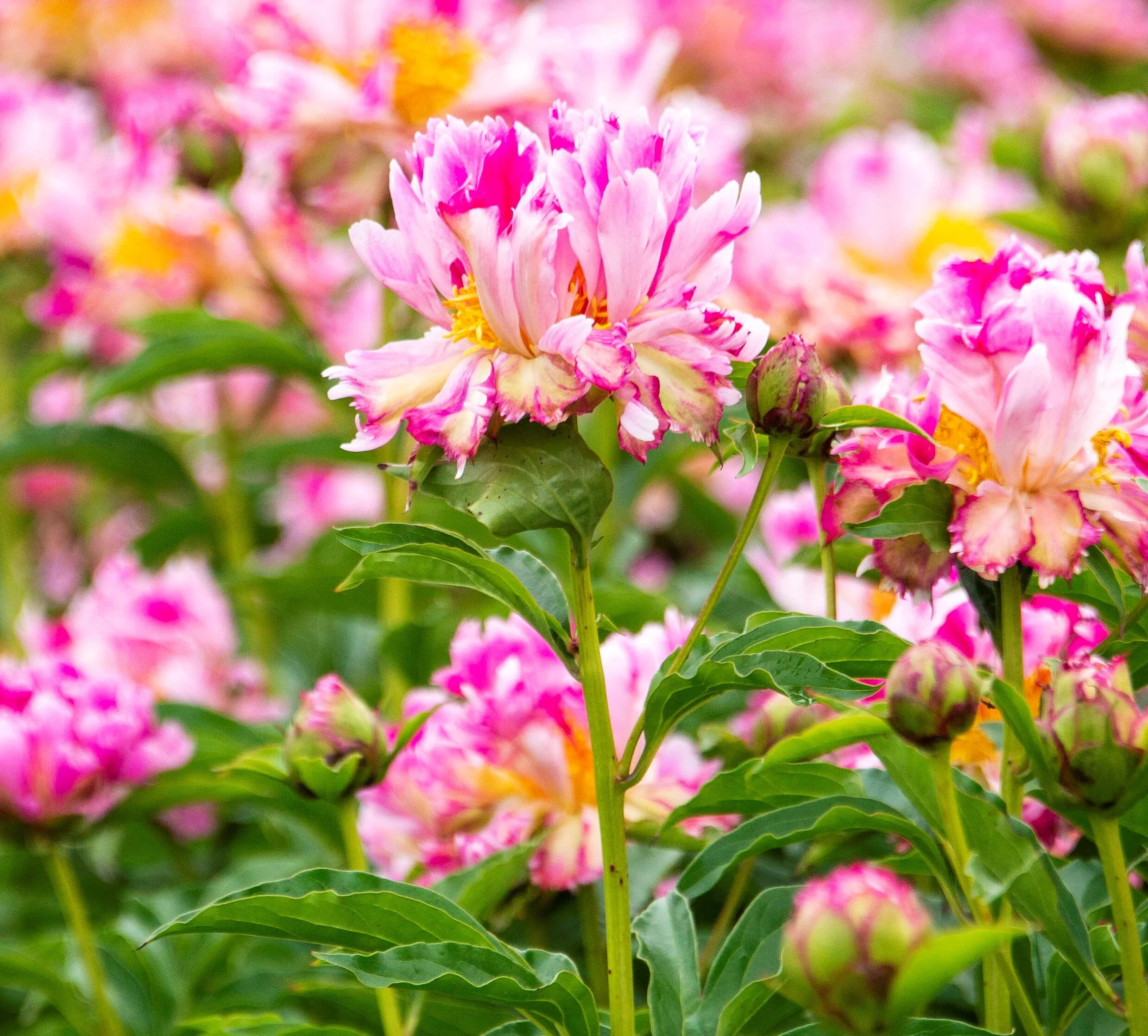 Peony Roots — Bristol Hills Lavender & Flower Farm