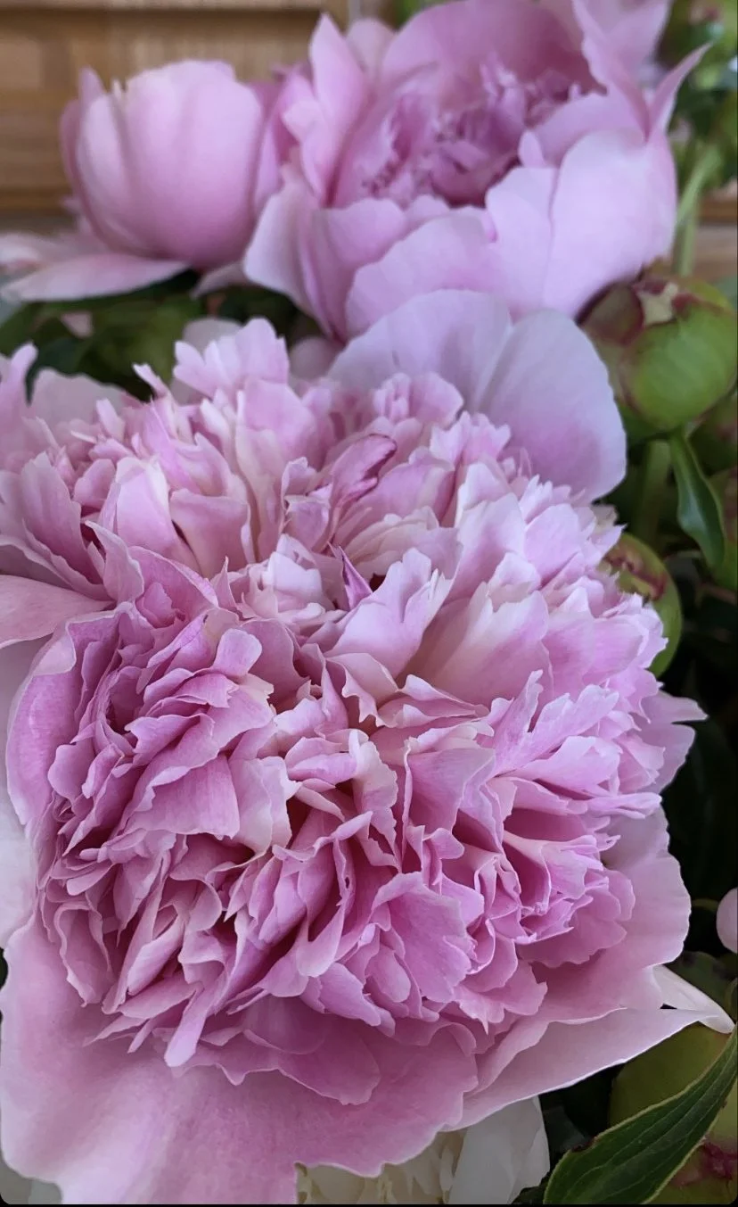 Bulk Peony Bucket — Bristol Hills Lavender & Flower Farm